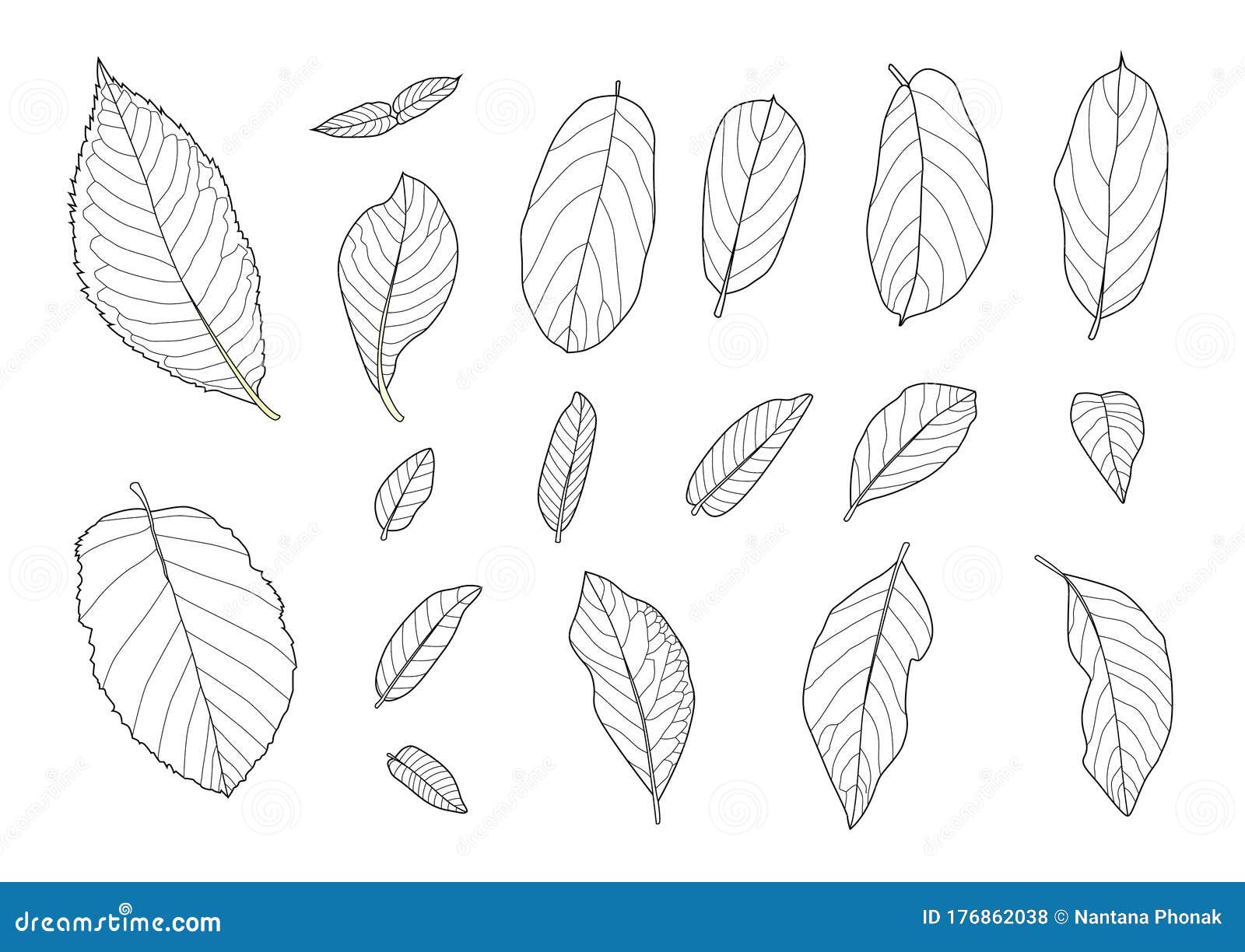 Leaves Line Single Leaf and Leaf Pattern Black Bring To Color Decorate ...