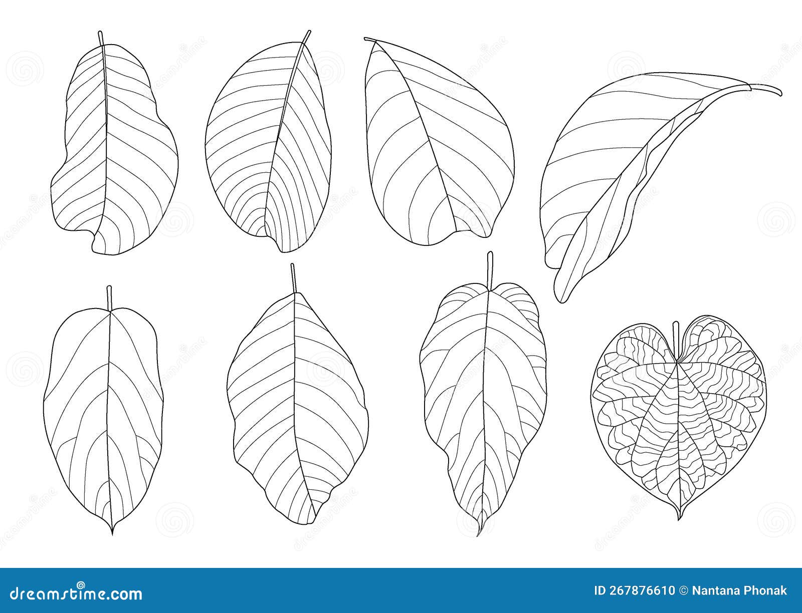 Leaves Line Single Leaf and Leaf Pattern Black Bring To Color Decorate ...