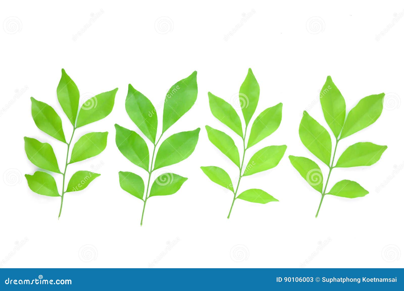 The Leaves are Lined Together Beautifully. Stock Image - Image of array ...