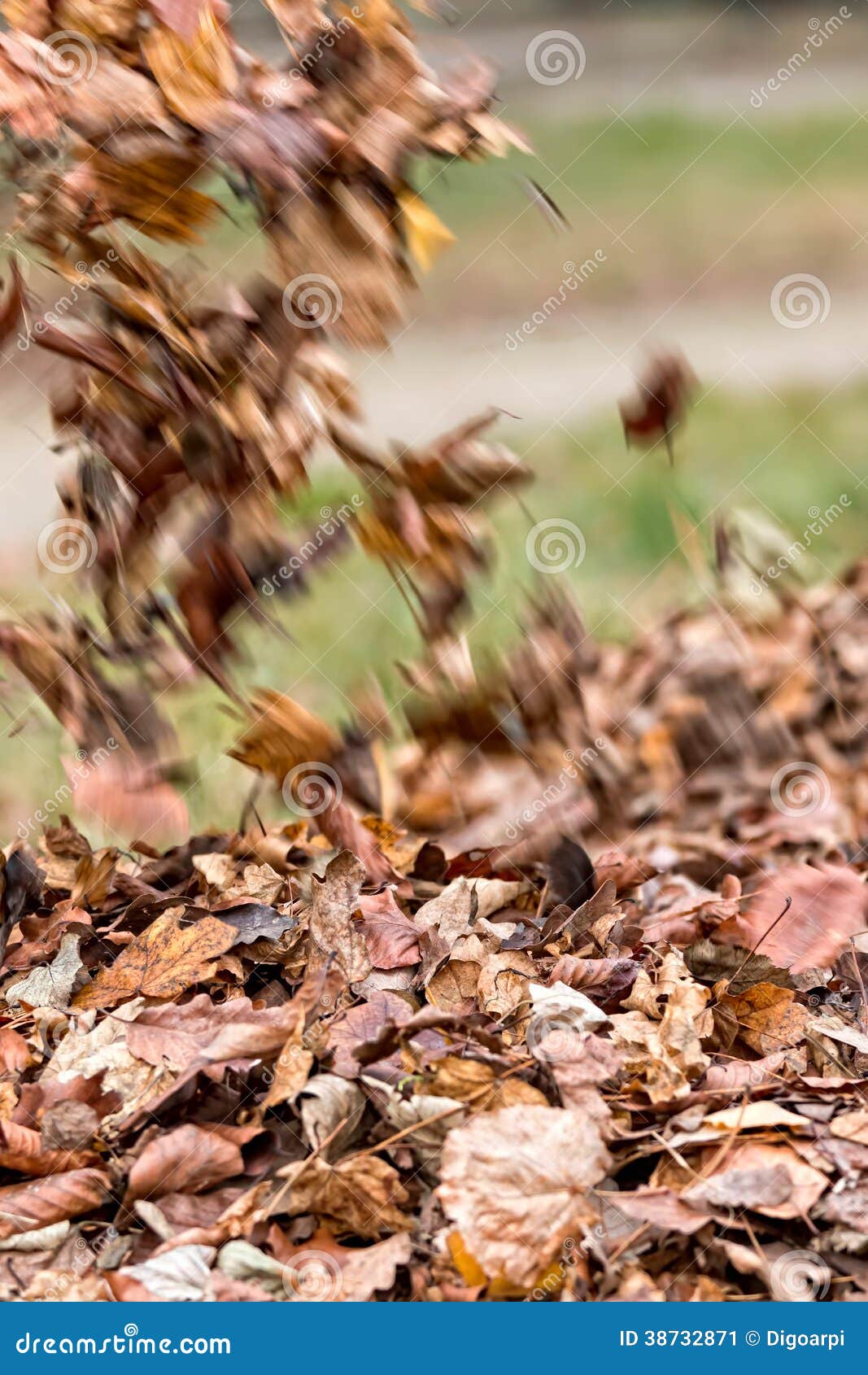 Leaves litter stock image. Image of brown, organic, ground - 38732871