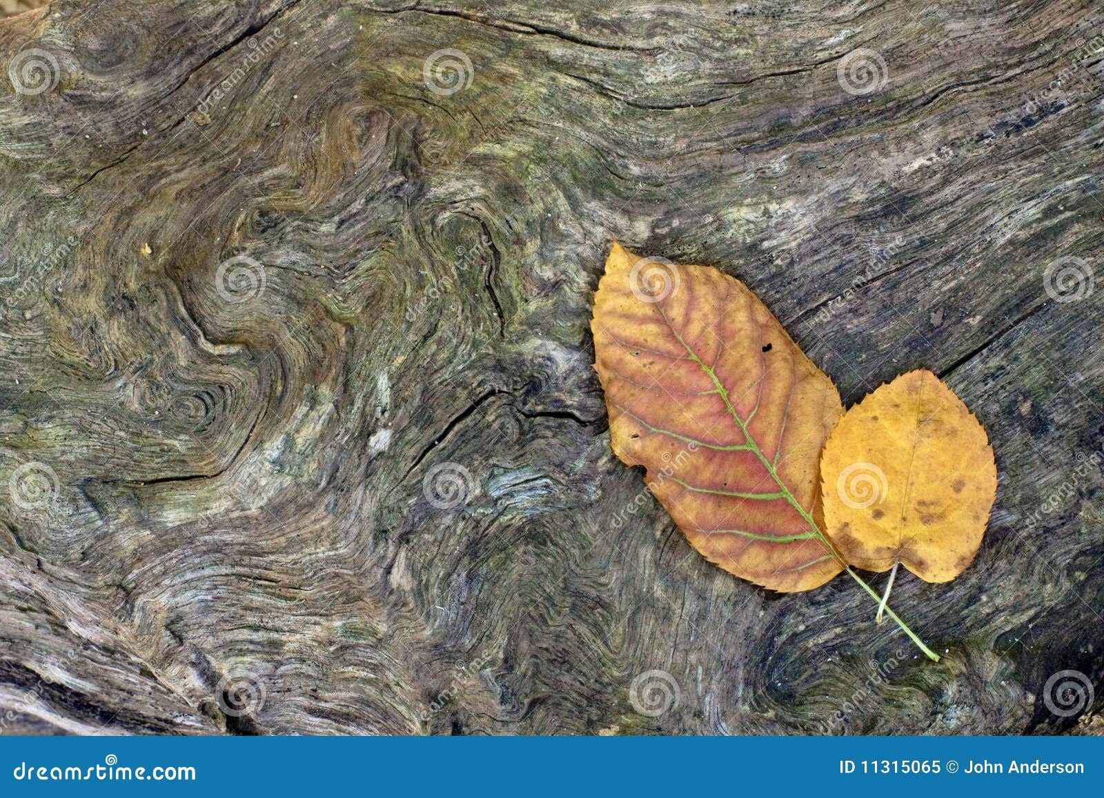 Leaves on log stock image. Image of tecture, bark, wood - 11315065