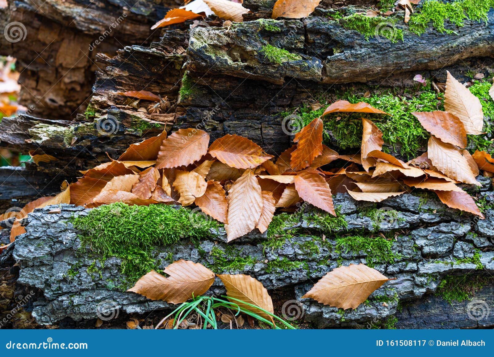 Leaves on a log stock image. Image of lush, colors, close - 161508117