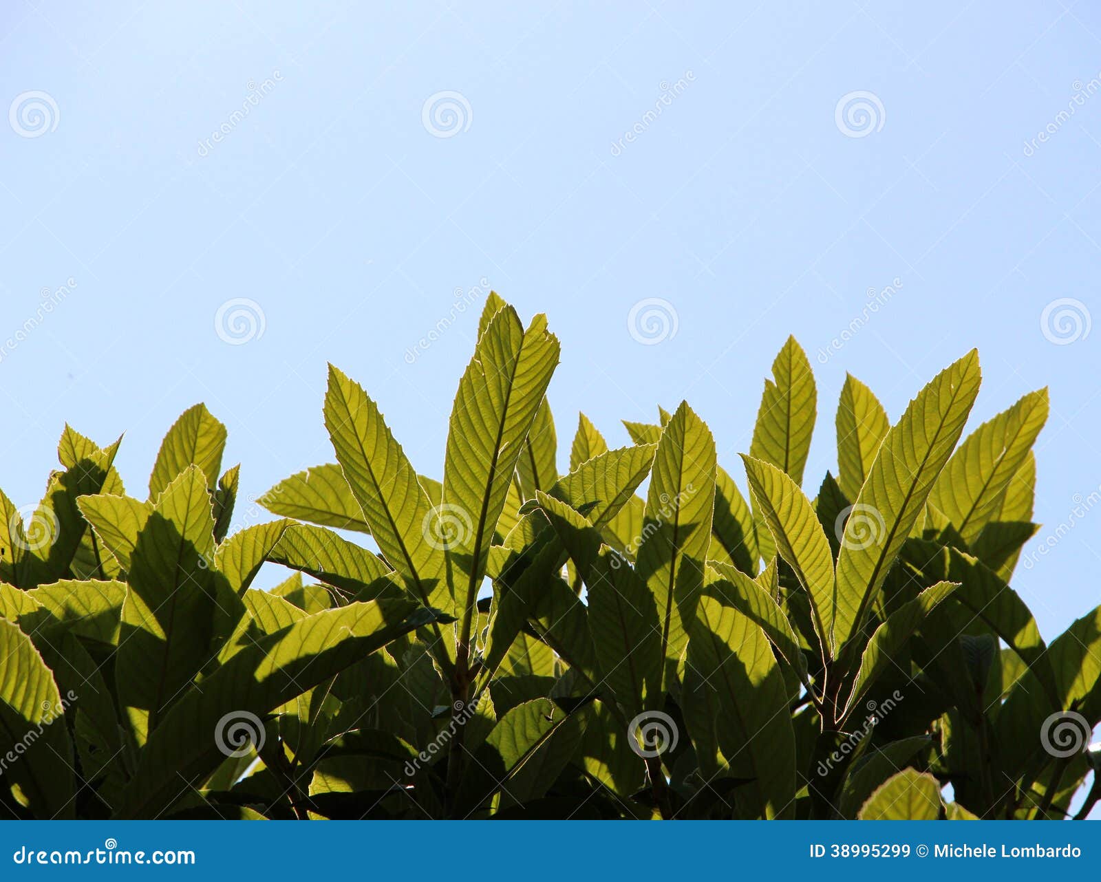 Leaves of loquat tree stock image. Image of detail, bright - 38995299