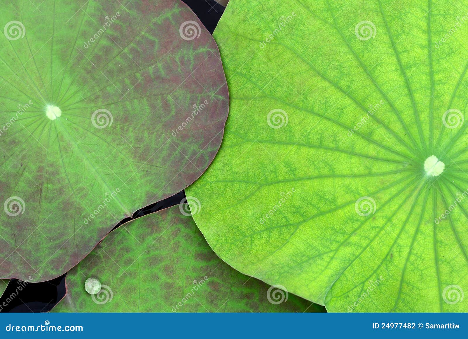 Leaves lotus stock photo. Image of green, nature, outdoor - 24977482