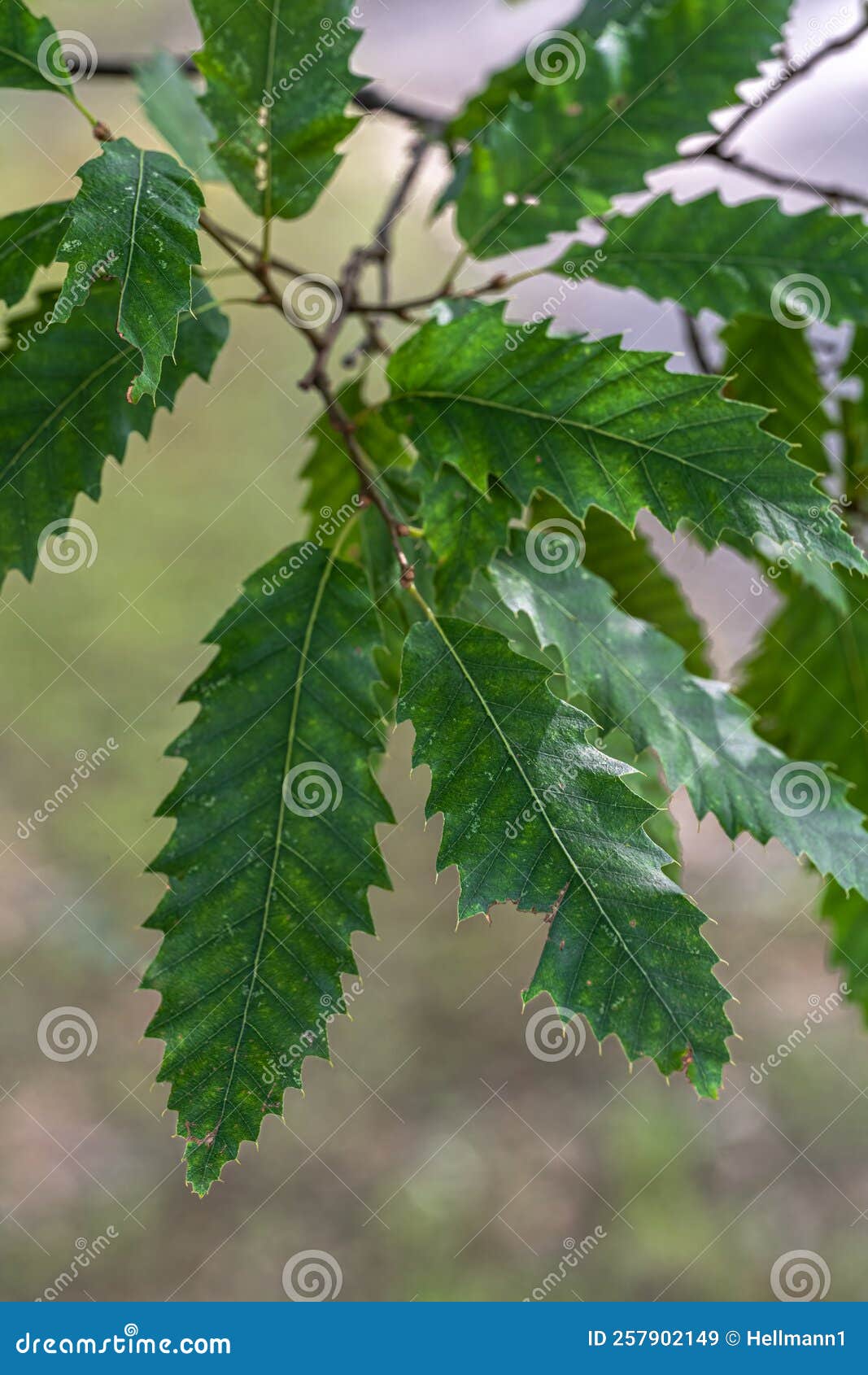 Leaves of Macedonian Oak stock image. Image of view - 257902149