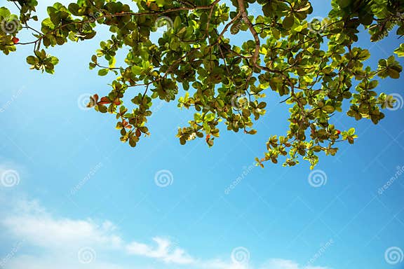 The Leaves of the Malabar Tree and the Clear Sky. Malabar Tree Stock ...