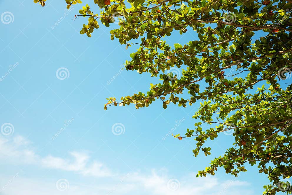 The Leaves of the Malabar Tree and the Clear Sky. Malabar Tree Stock ...