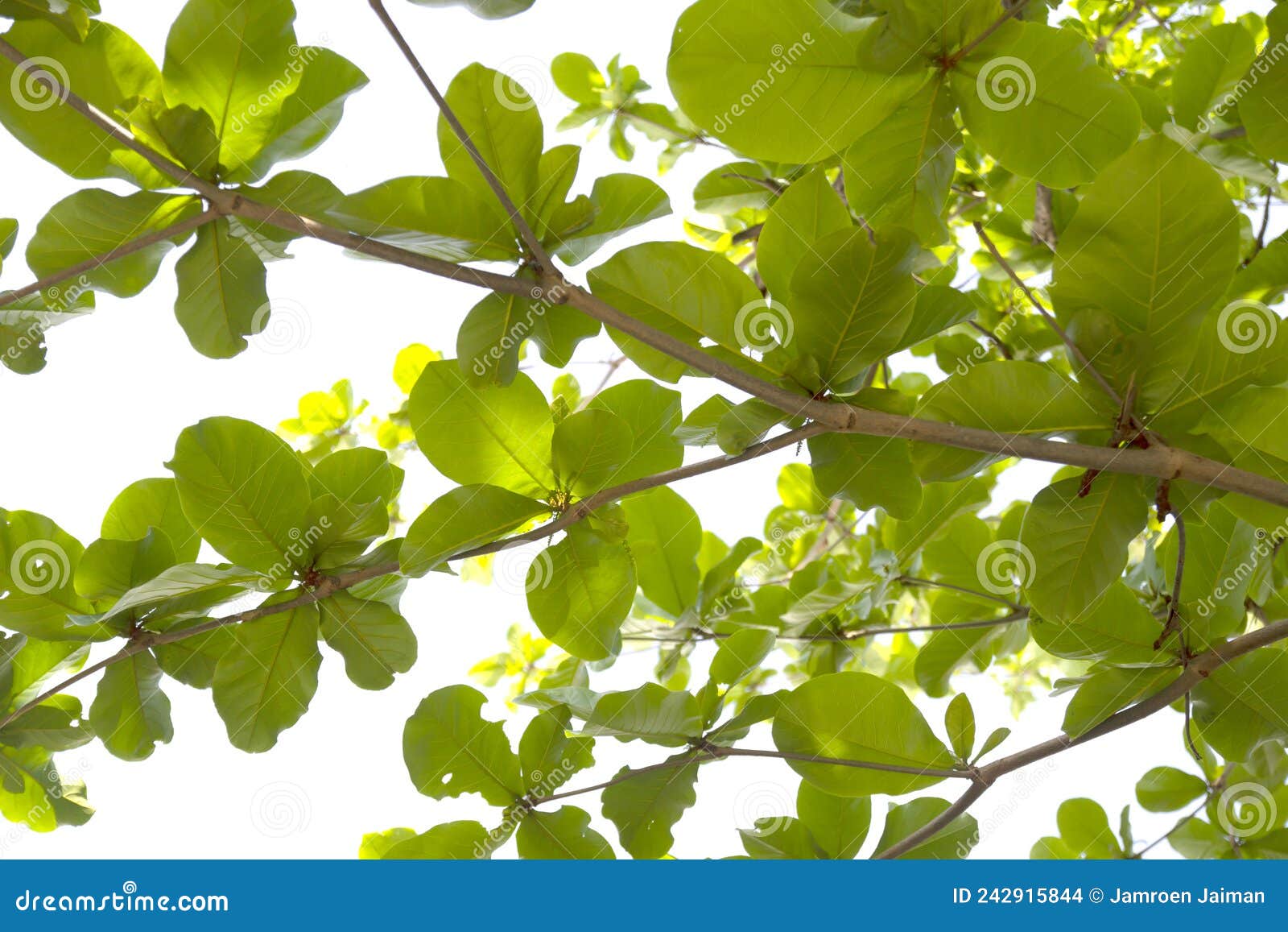 The Leaves of the Malabar Tree on a White Background Stock Photo ...