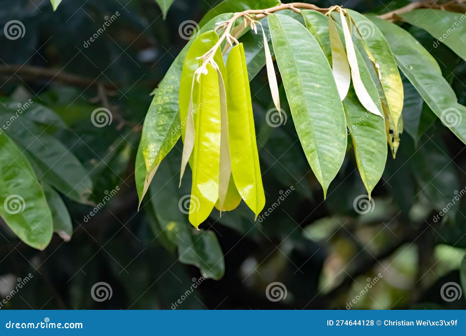 Leaves of Malay Camphor, Dryobalanops Aromatica Stock Photo - Image of ...