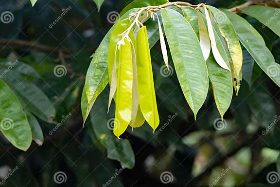 Leaves of Malay Camphor, Dryobalanops Aromatica Stock Photo - Image of ...