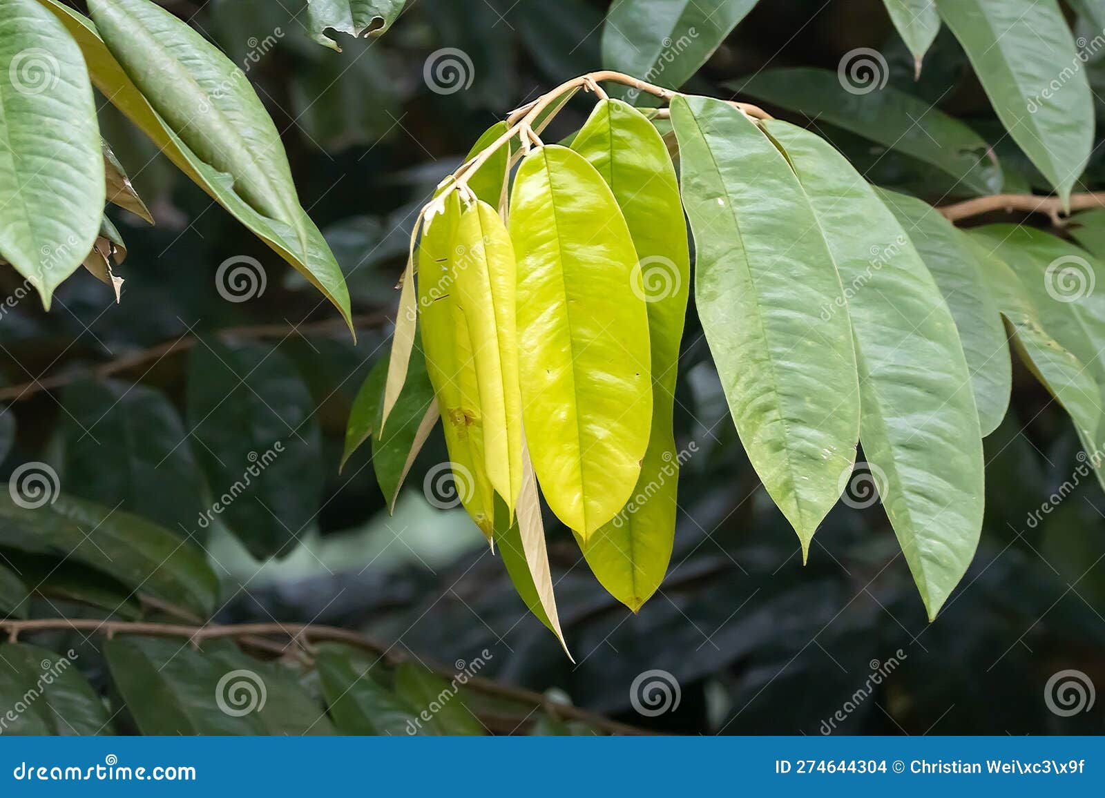 Leaves of Malay Camphor, Dryobalanops Aromatica Stock Photo - Image of ...