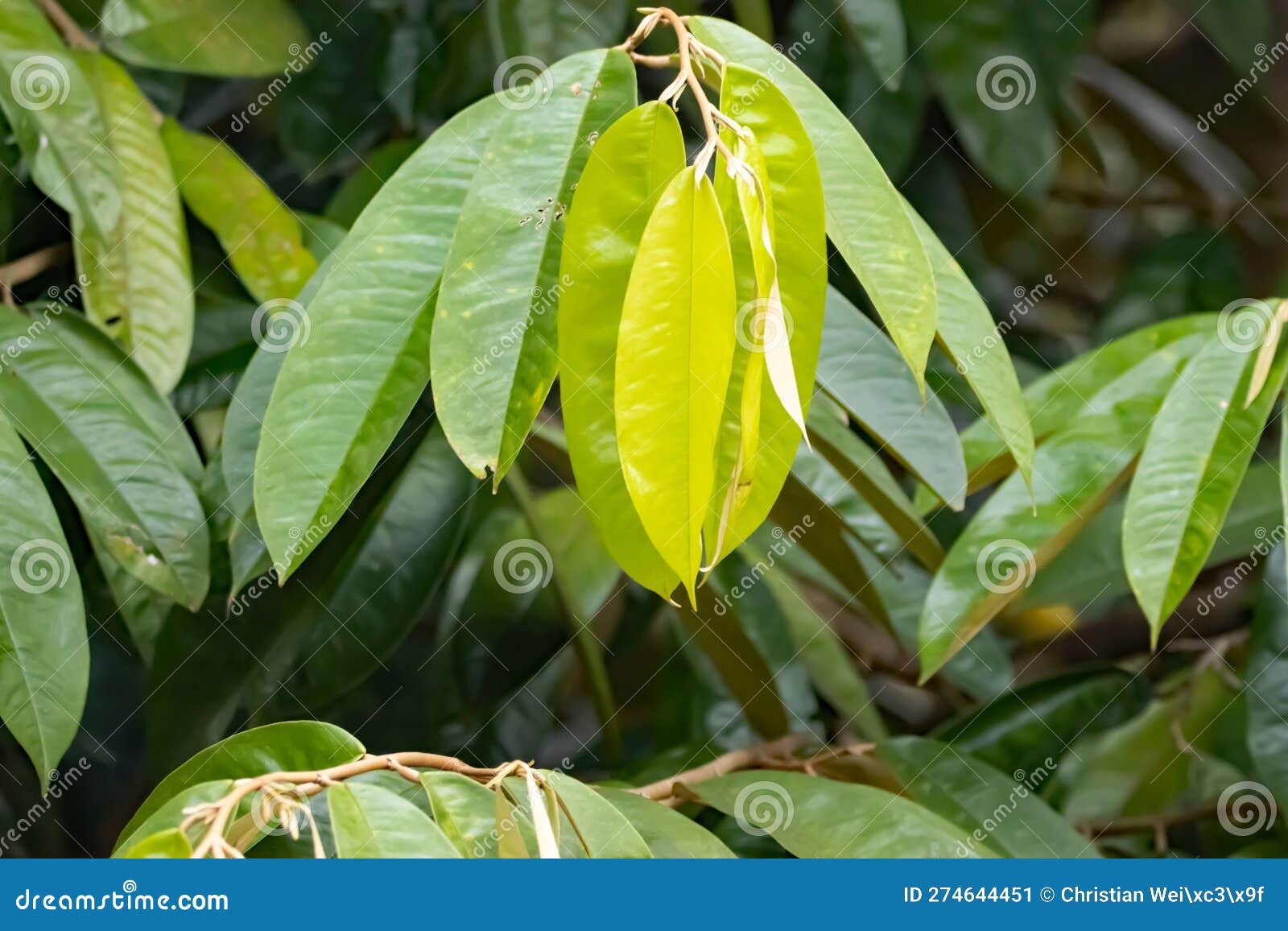 Leaves of Malay Camphor, Dryobalanops Aromatica Stock Image - Image of ...