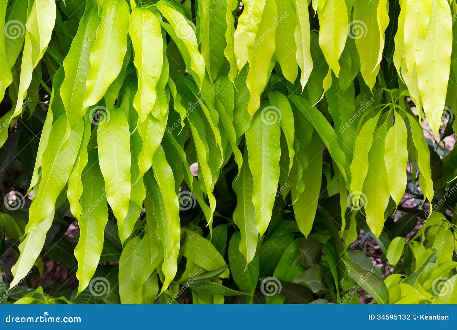 Leaves of the mango stock photo. Image of green, fall - 34595132