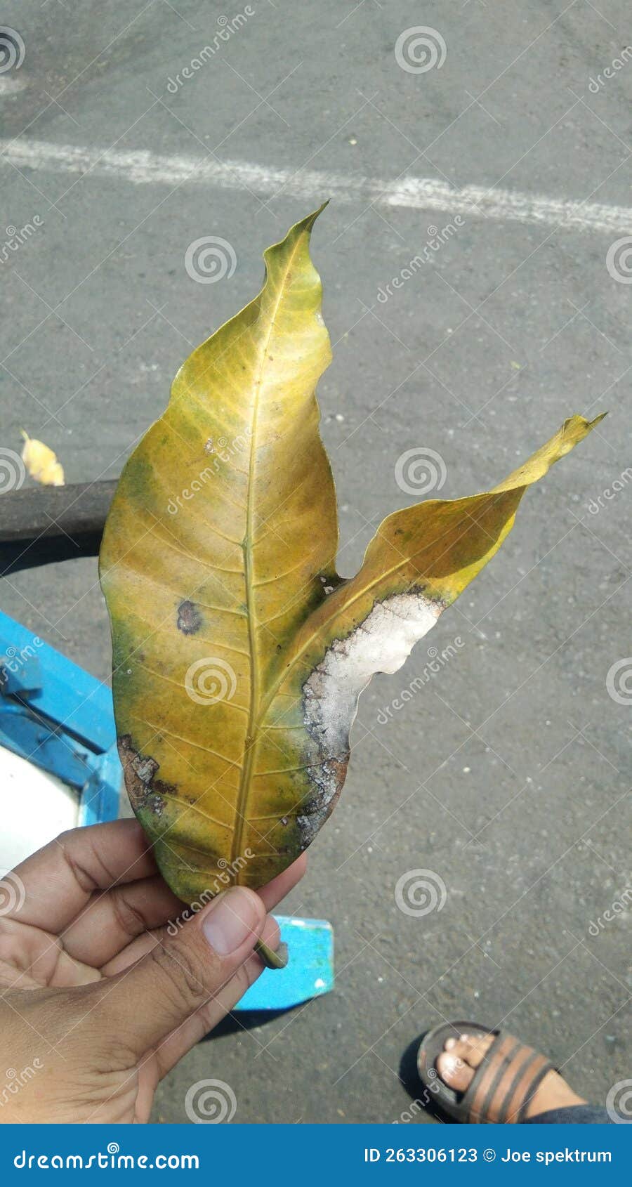 The Leaves of the Mango Tree are Very Unique and Rare Stock Image ...