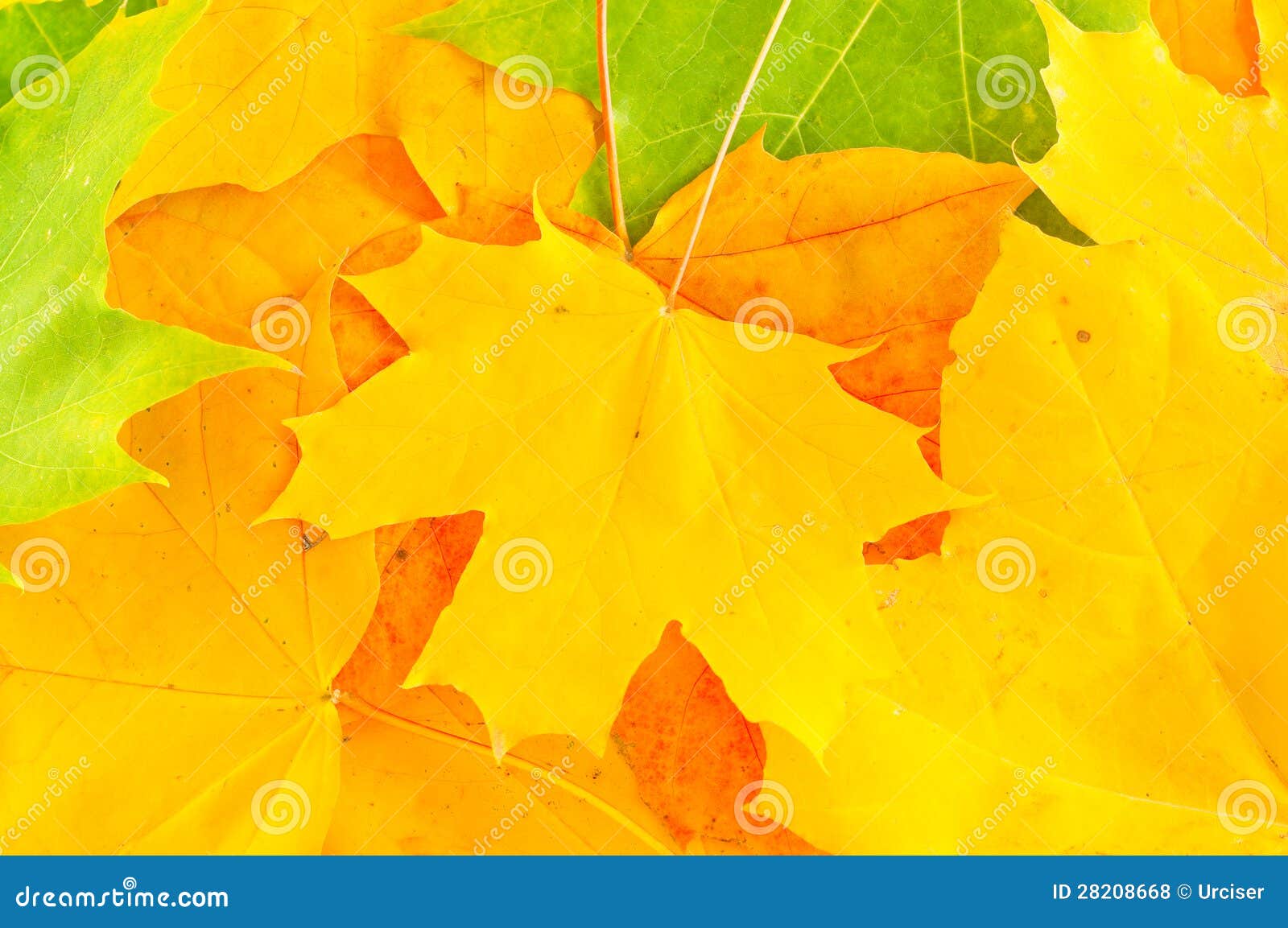 Leaves of maple stock photo. Image of september, color - 28208668