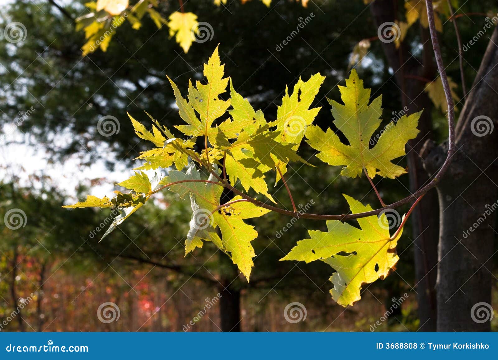 Leaves of Maple during Fall Stock Photo - Image of yellow, nature: 3688808