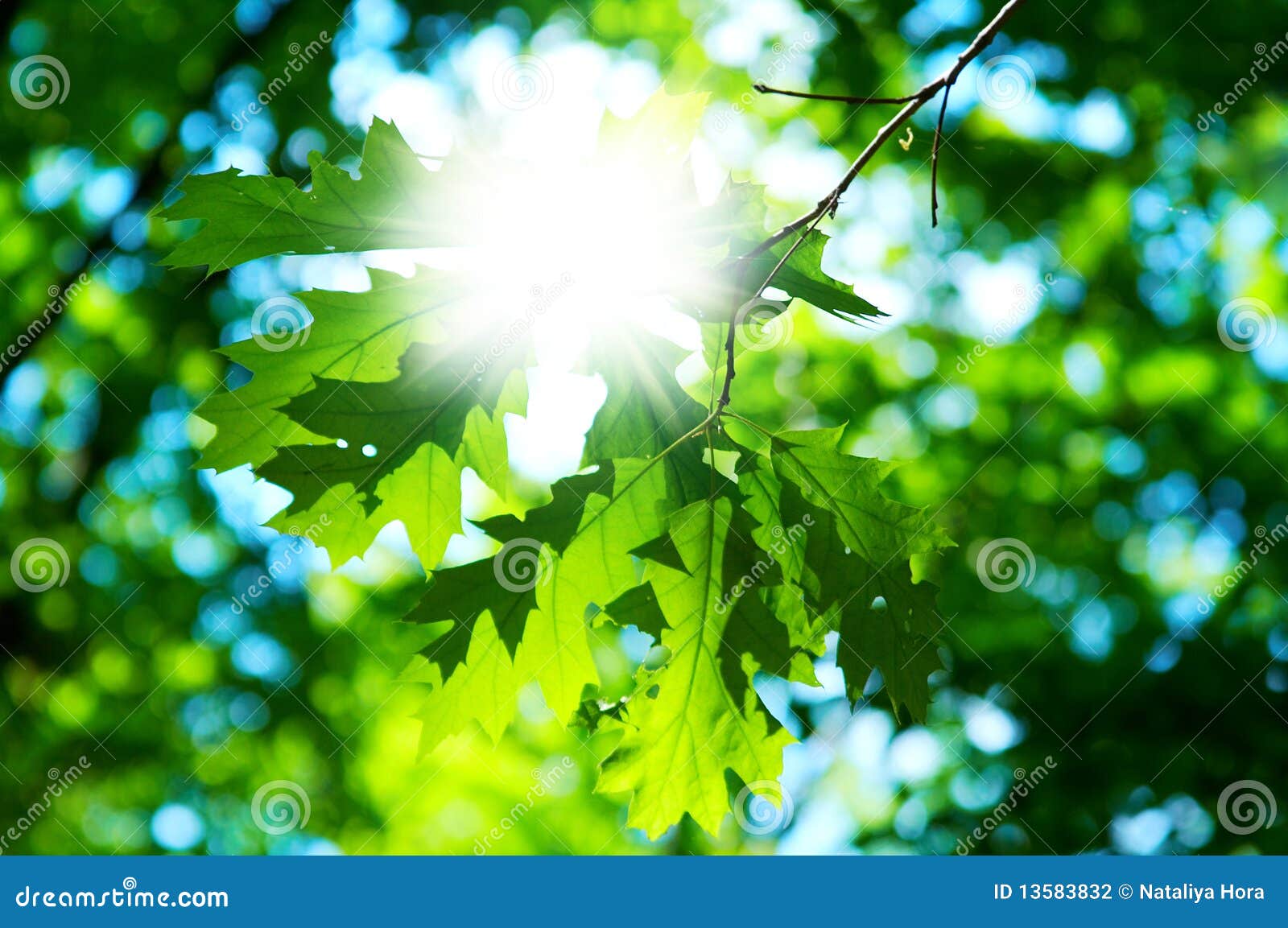 Leaves of maple with sun stock photo. Image of backlit - 13583832