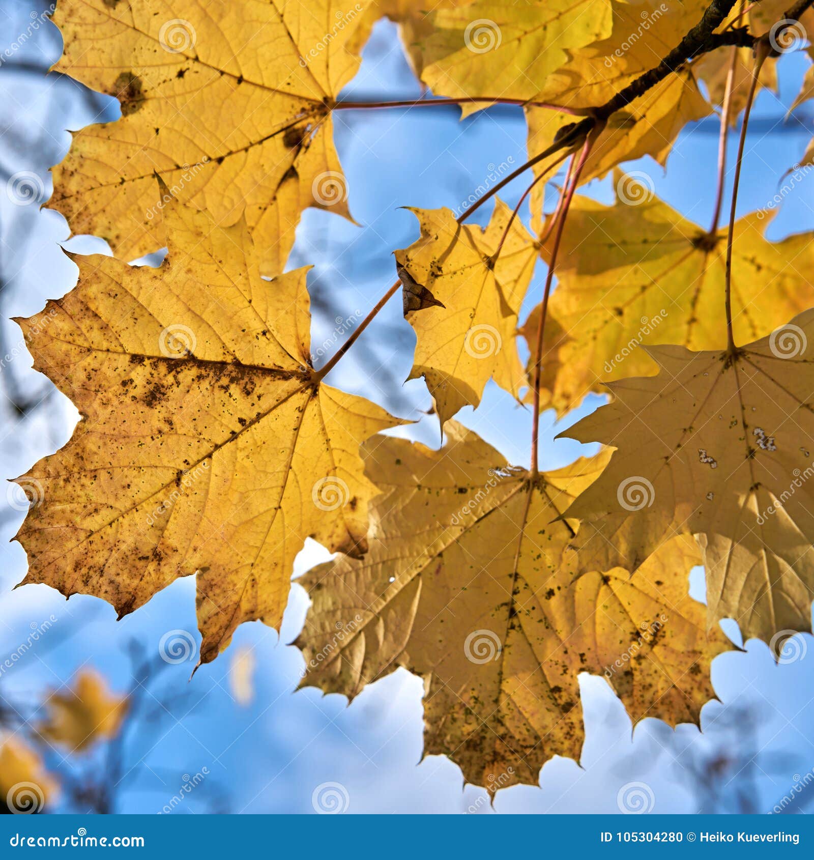 Leaves of a Maple Tree with Yellow Autumn Coloration Stock Photo ...
