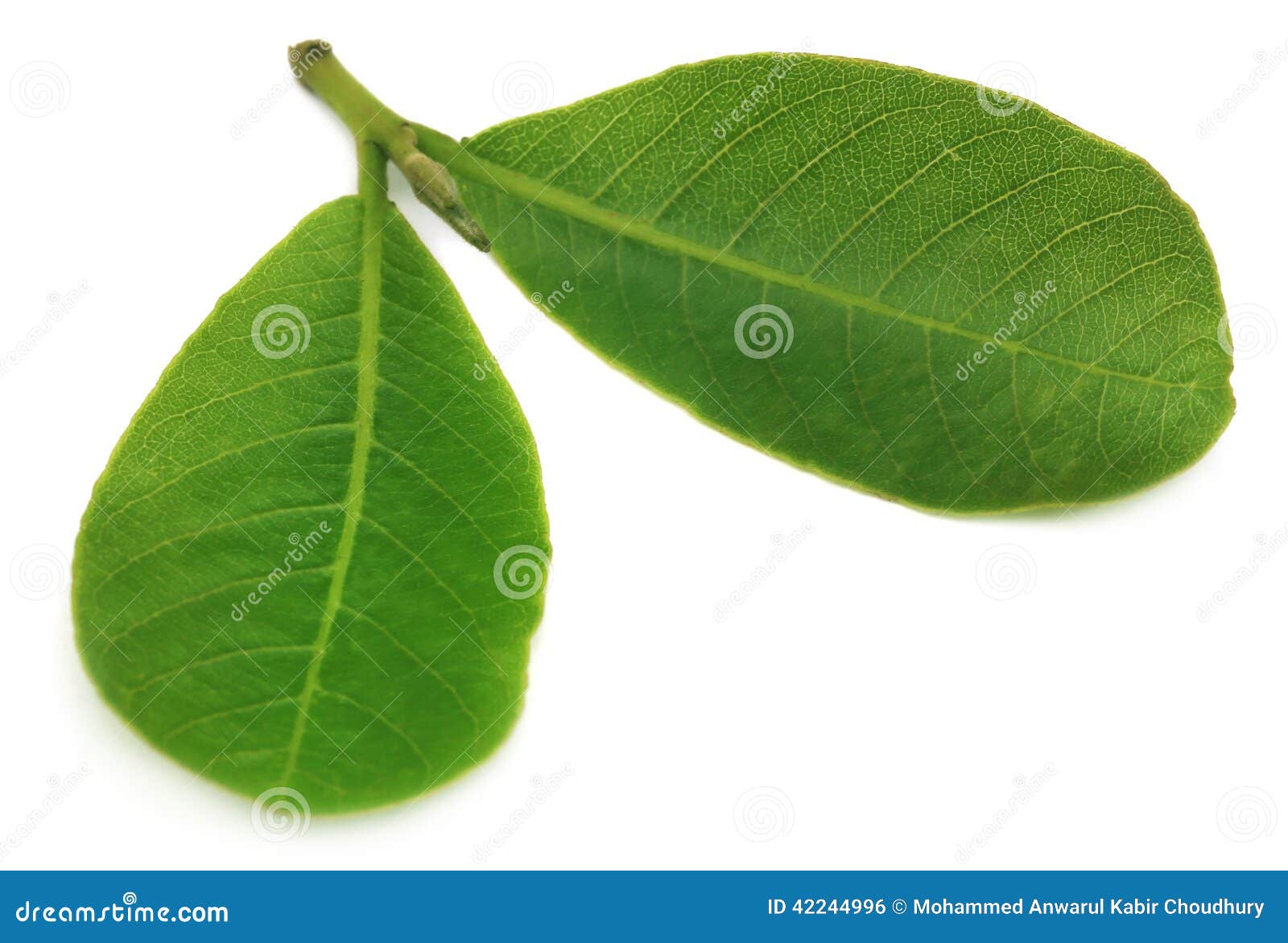 Terminalia Arjuna Is A Tree Of The Genus Terminalia. It Is Commonly ...