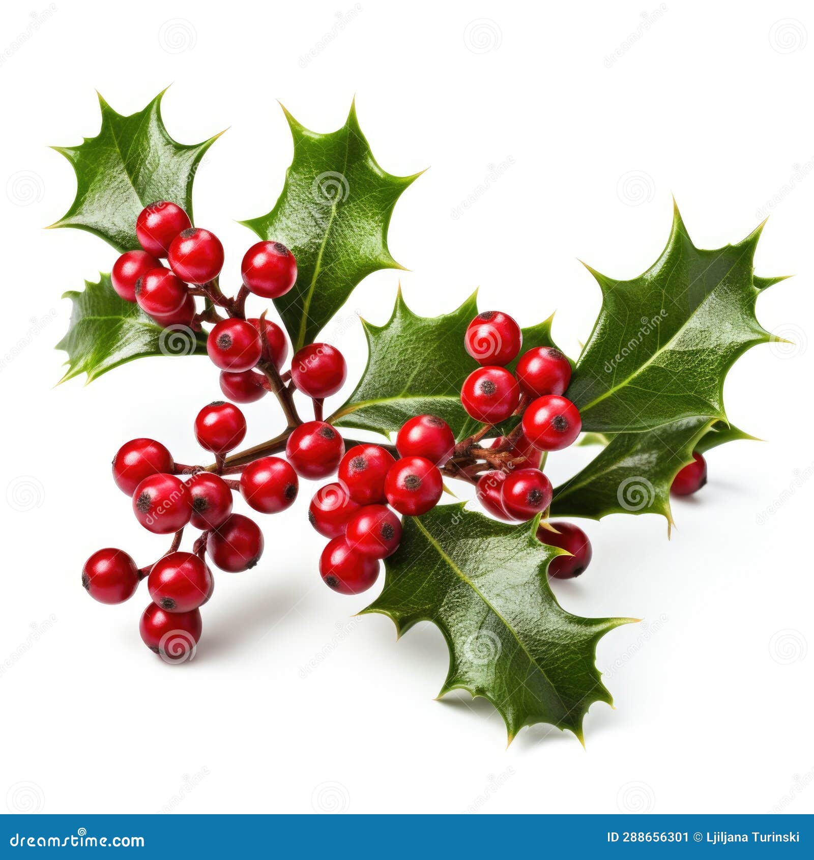 Leaves of Mistletoe with Berries Isolated on White.Background Stock ...