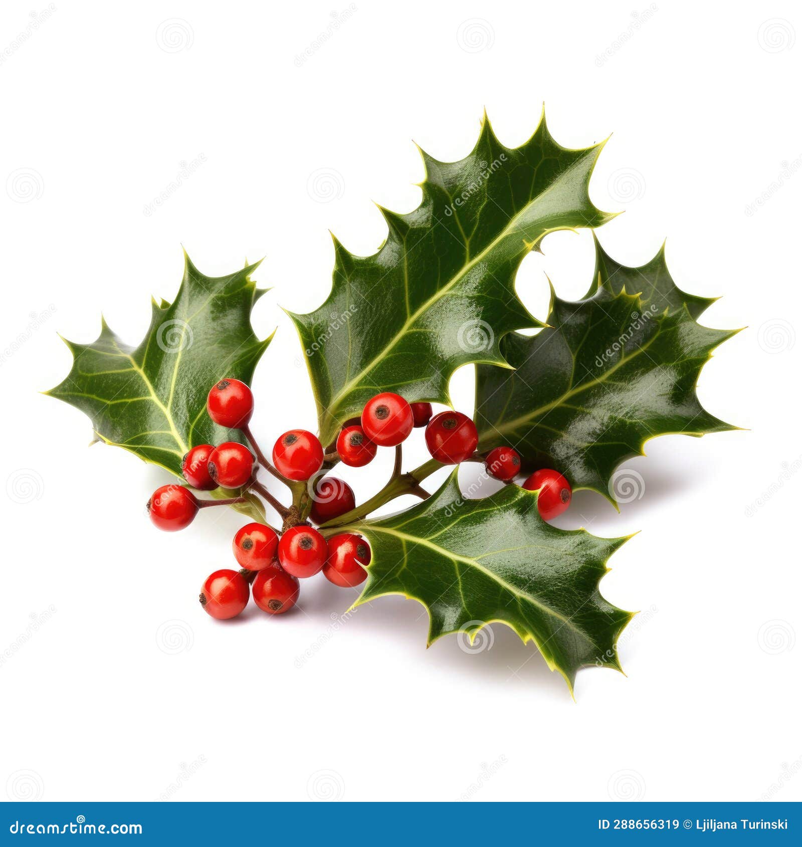 Leaves of Mistletoe with Berries Isolated on White.Background Stock ...