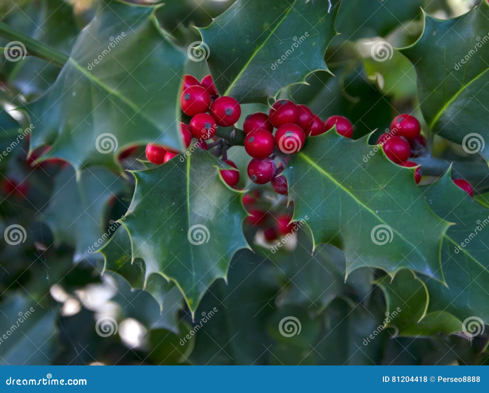Leaves of Mistletoe with Red Berries Stock Photo - Image of ornate ...