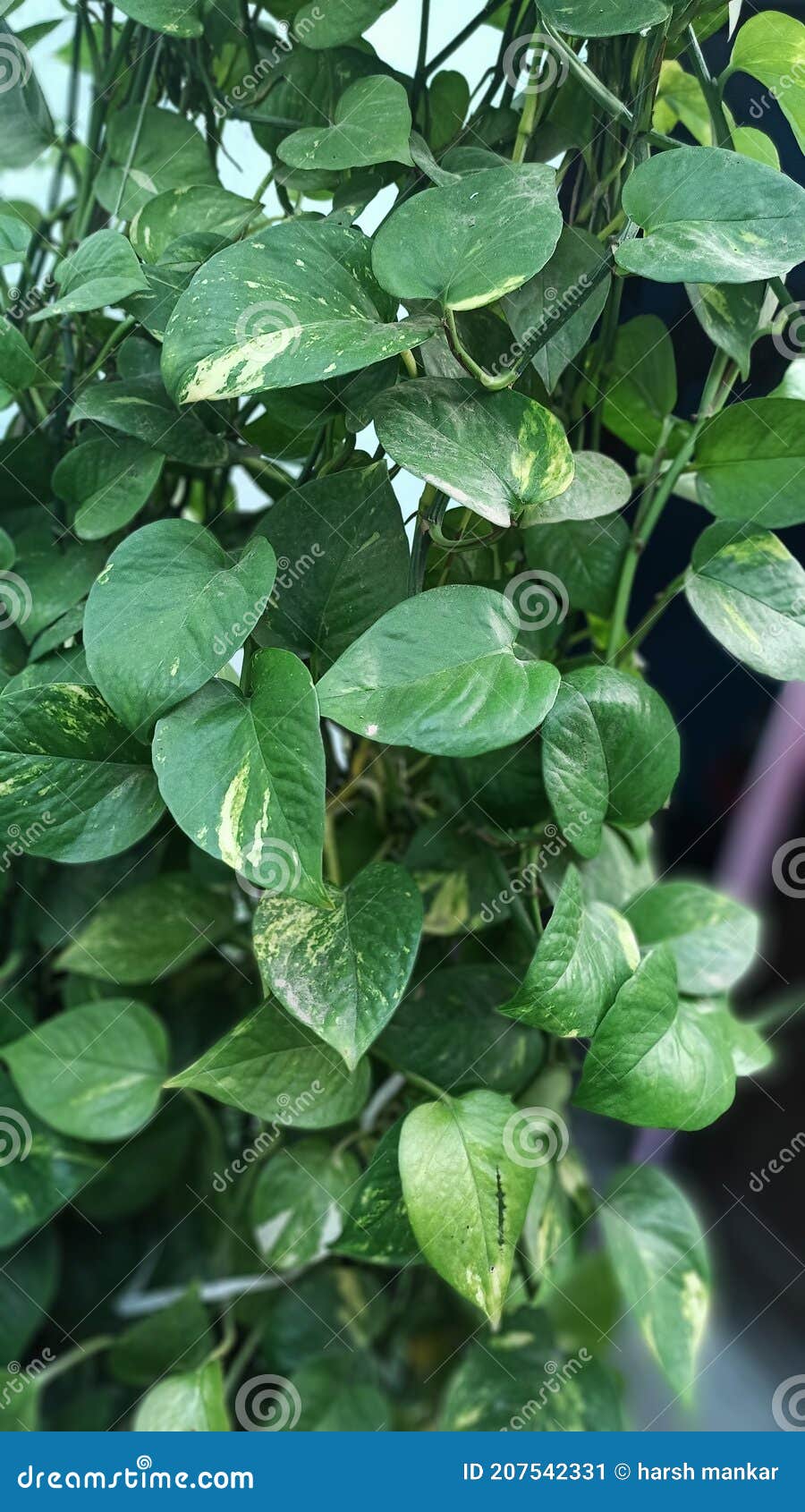 Leaves of money plant stock image. Image of garden, evergreen - 207542331