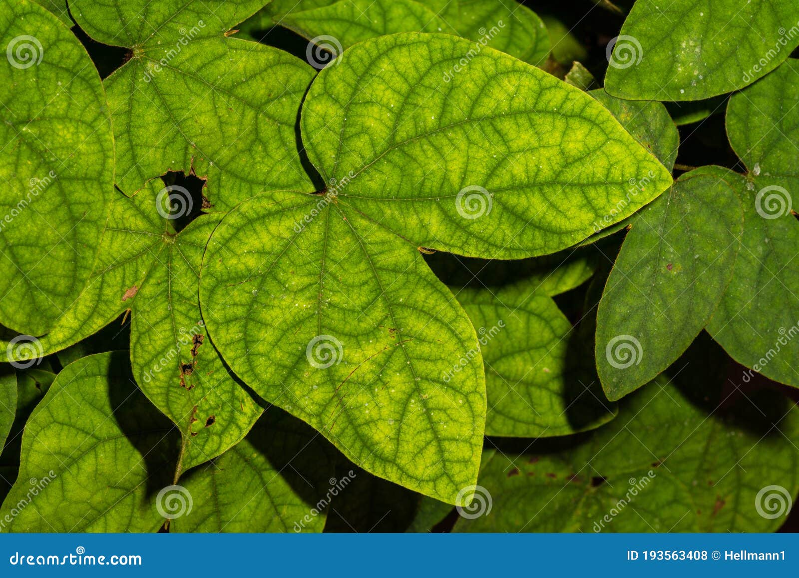 Leaves of Monkey Ladder Vine Stock Photo - Image of flora, botany ...