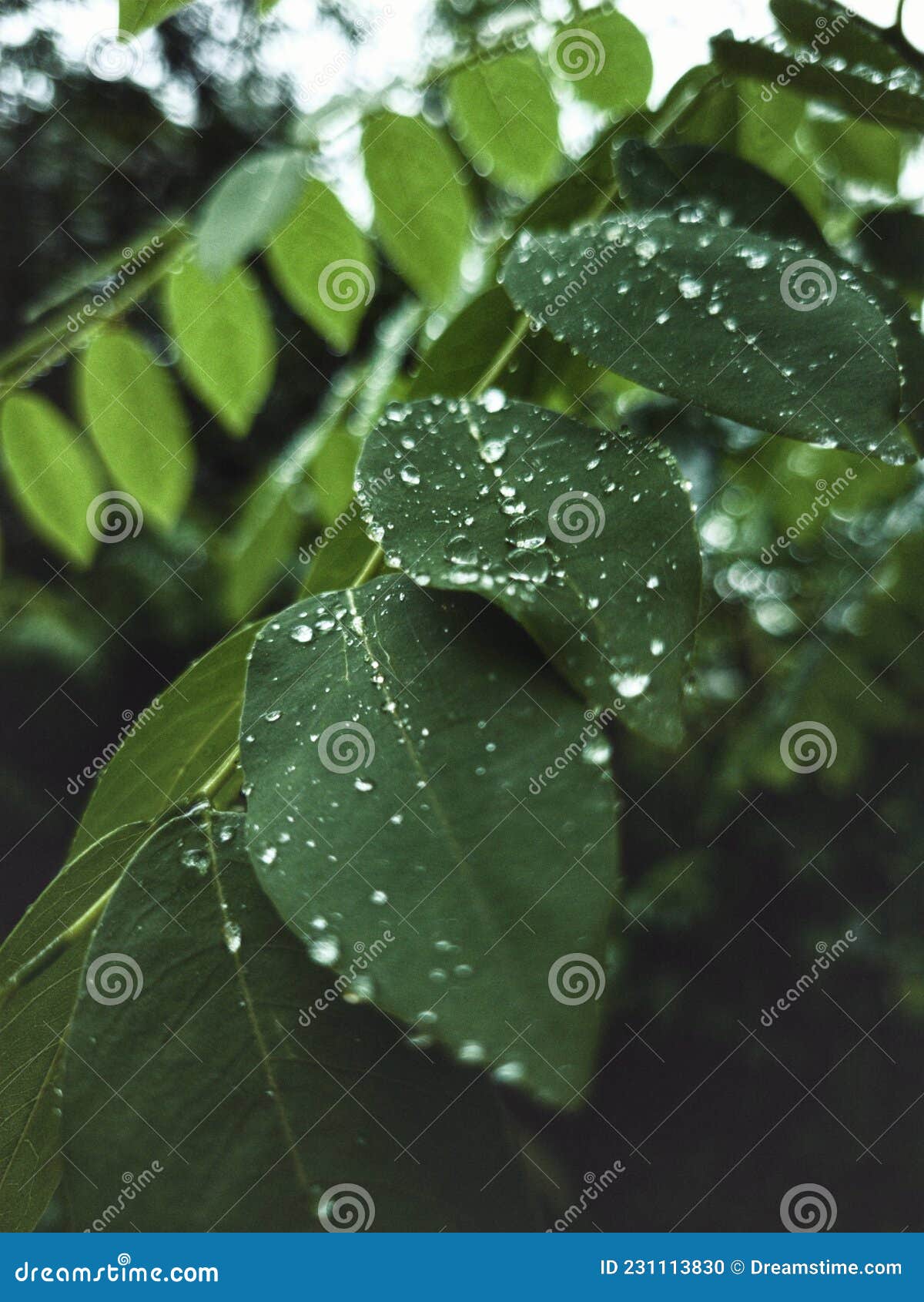 Leaves Monsoon Mist Fresh Moody Stock Photo - Image of mist, petal ...