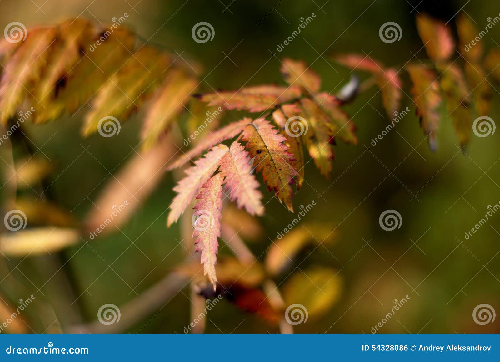 The Leaves of Mountain Ash Turned Red Stock Photo - Image of autmn ...