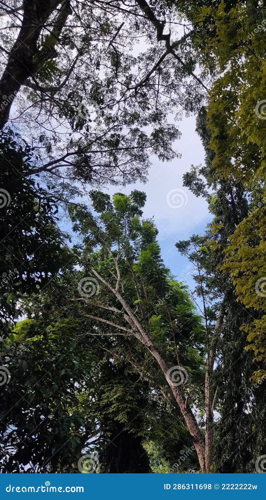 Leaves Must Be One with Nature because Nature Needs Trees and Trees ...