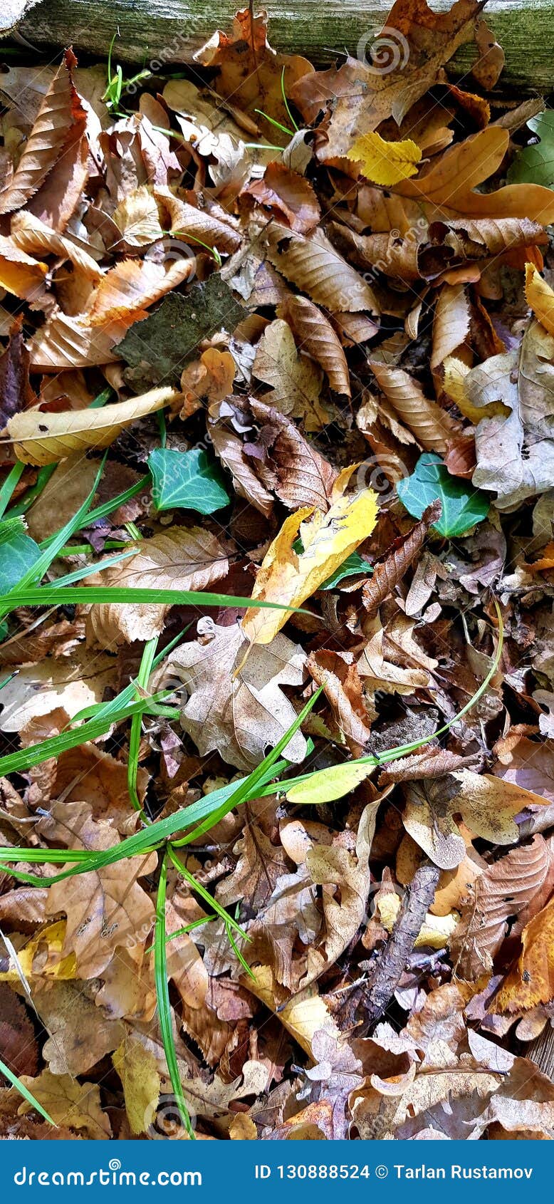 Automn stock photo. Image of wallpaper, nature, forest - 130888524