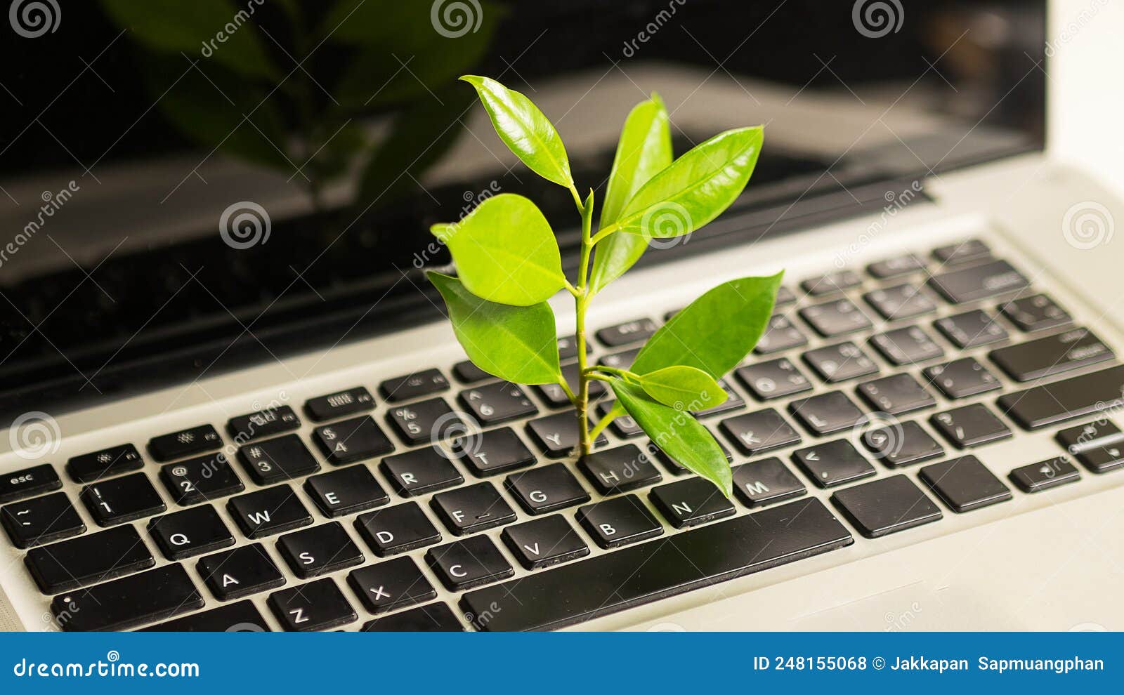 Leaves Nature and Keyboard.Small Green Plant Growing from White ...
