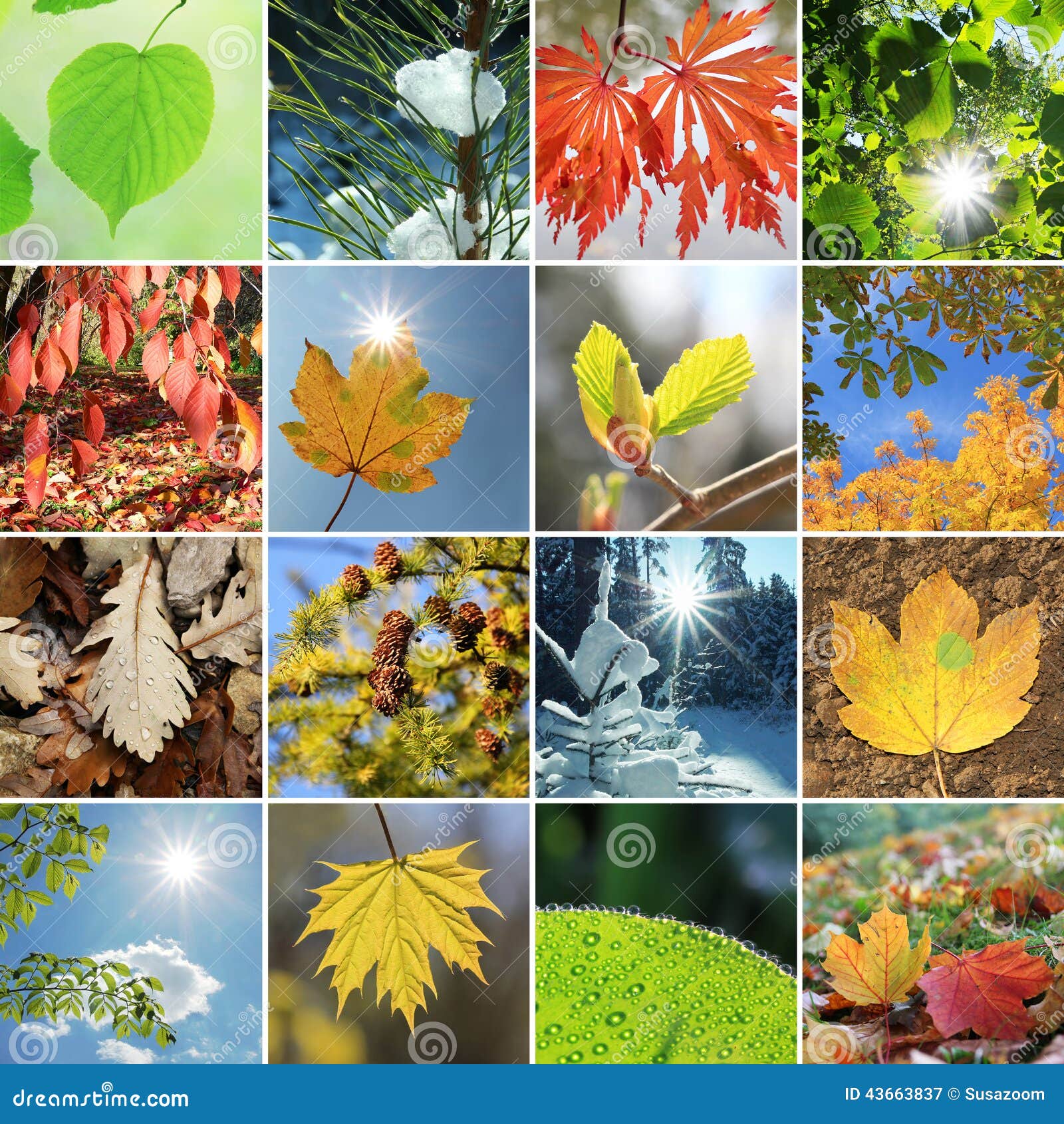 Leaves and Needles in the Four Seasons Stock Image - Image of leaves ...