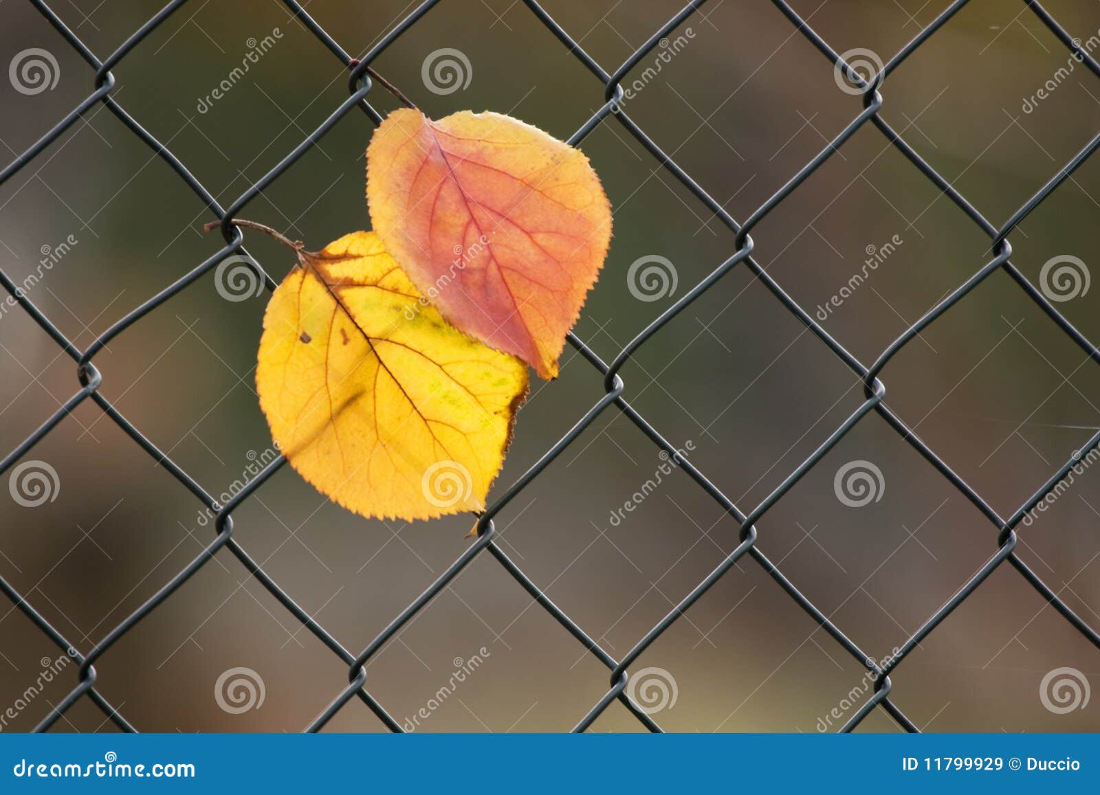 Leaves the network stock image. Image of season, external - 11799929
