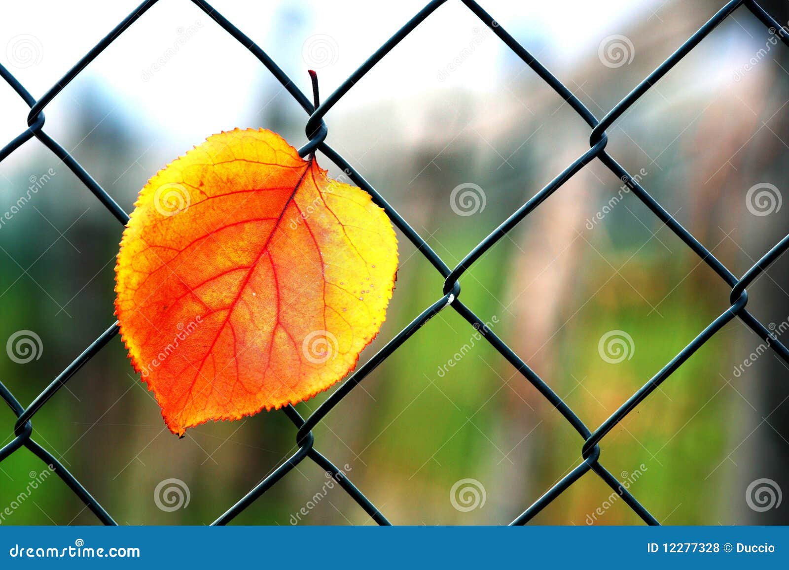 Leaves the network stock photo. Image of border, season - 12277328