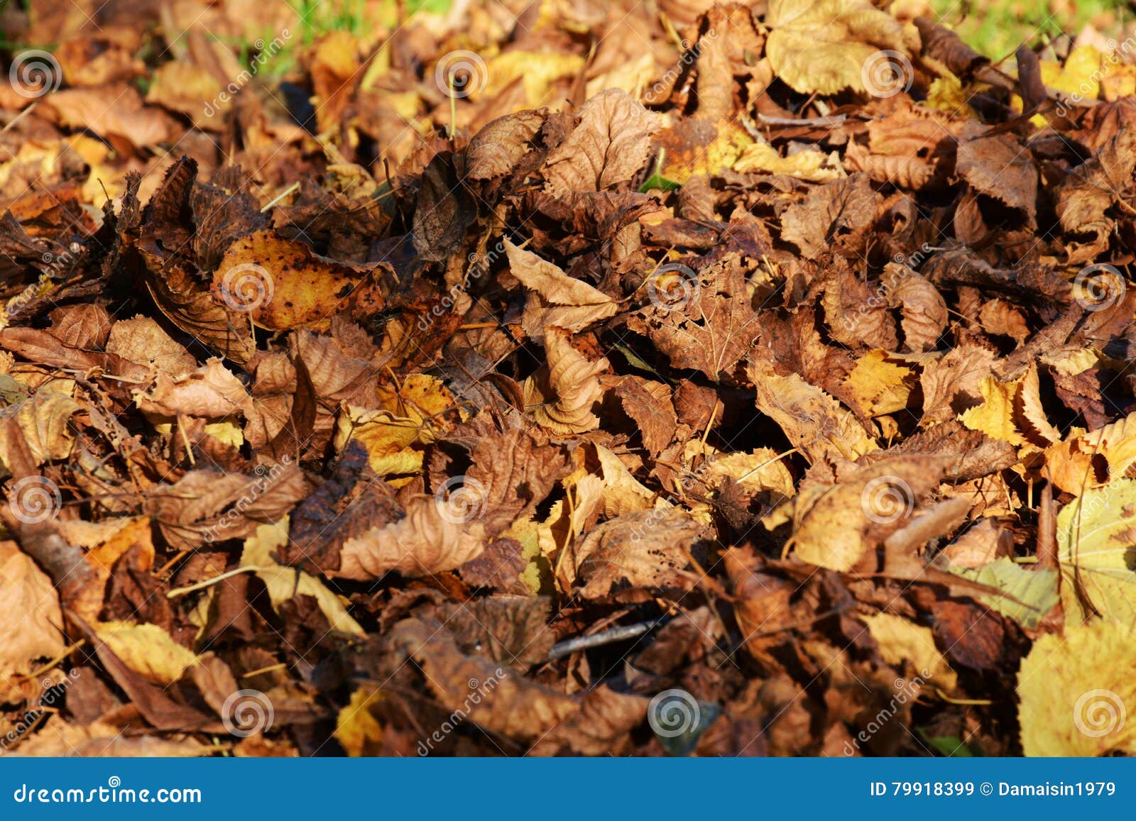 Leaves in November, Autumn Background Stock Image - Image of autumn ...