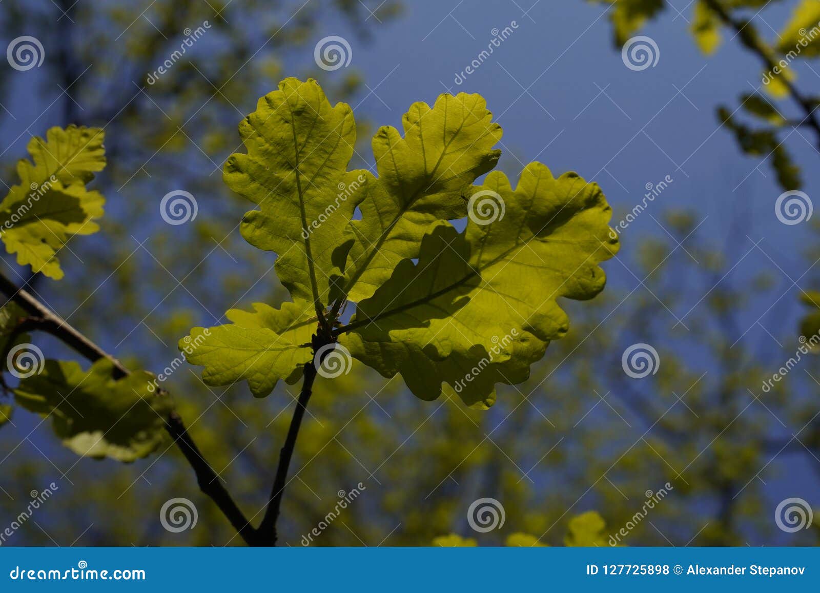 The Leaves of the Oak Shine through the Sun. Stock Photo - Image of ...