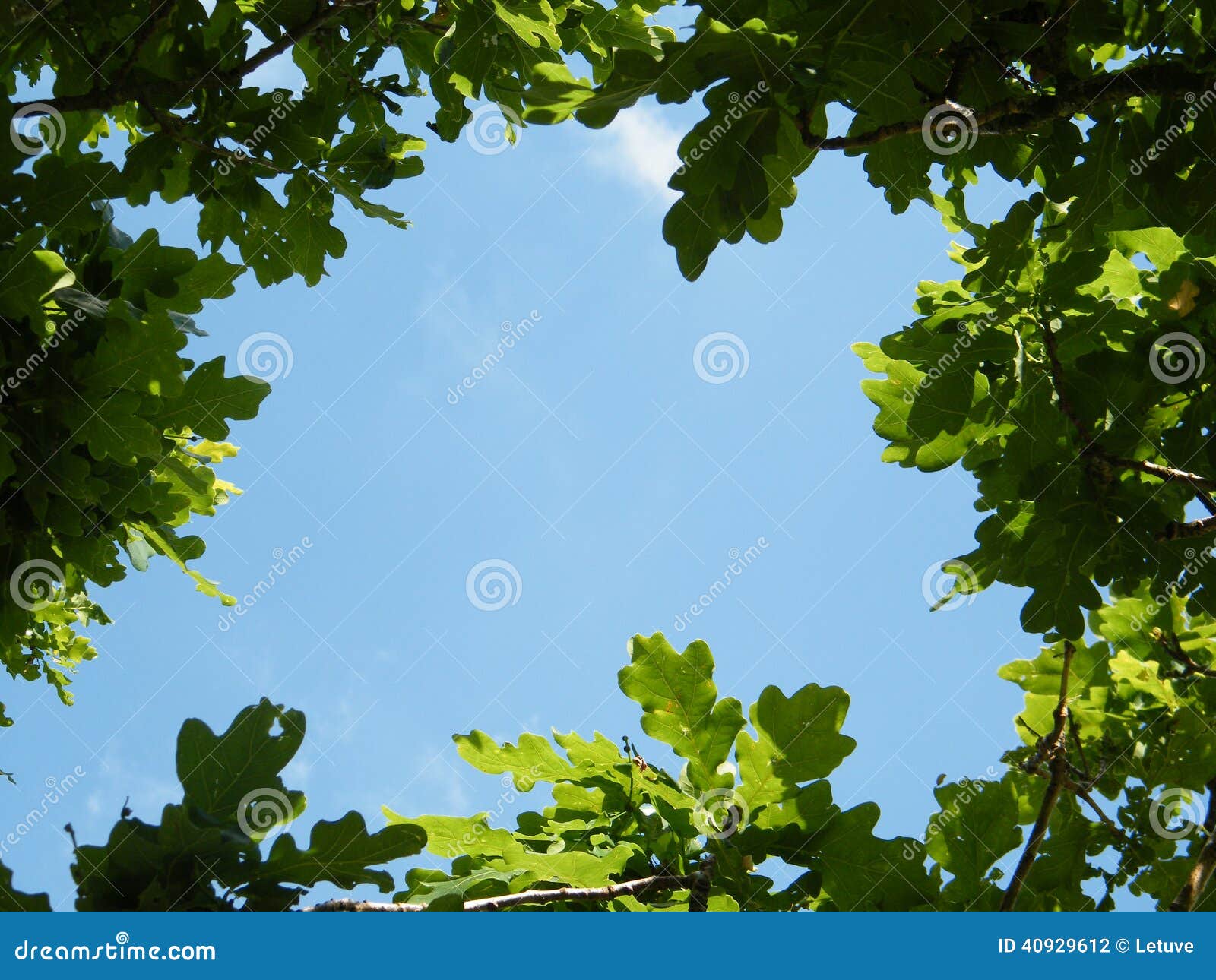 Leaves of oak tree frame stock photo. Image of wallpaper - 40929612
