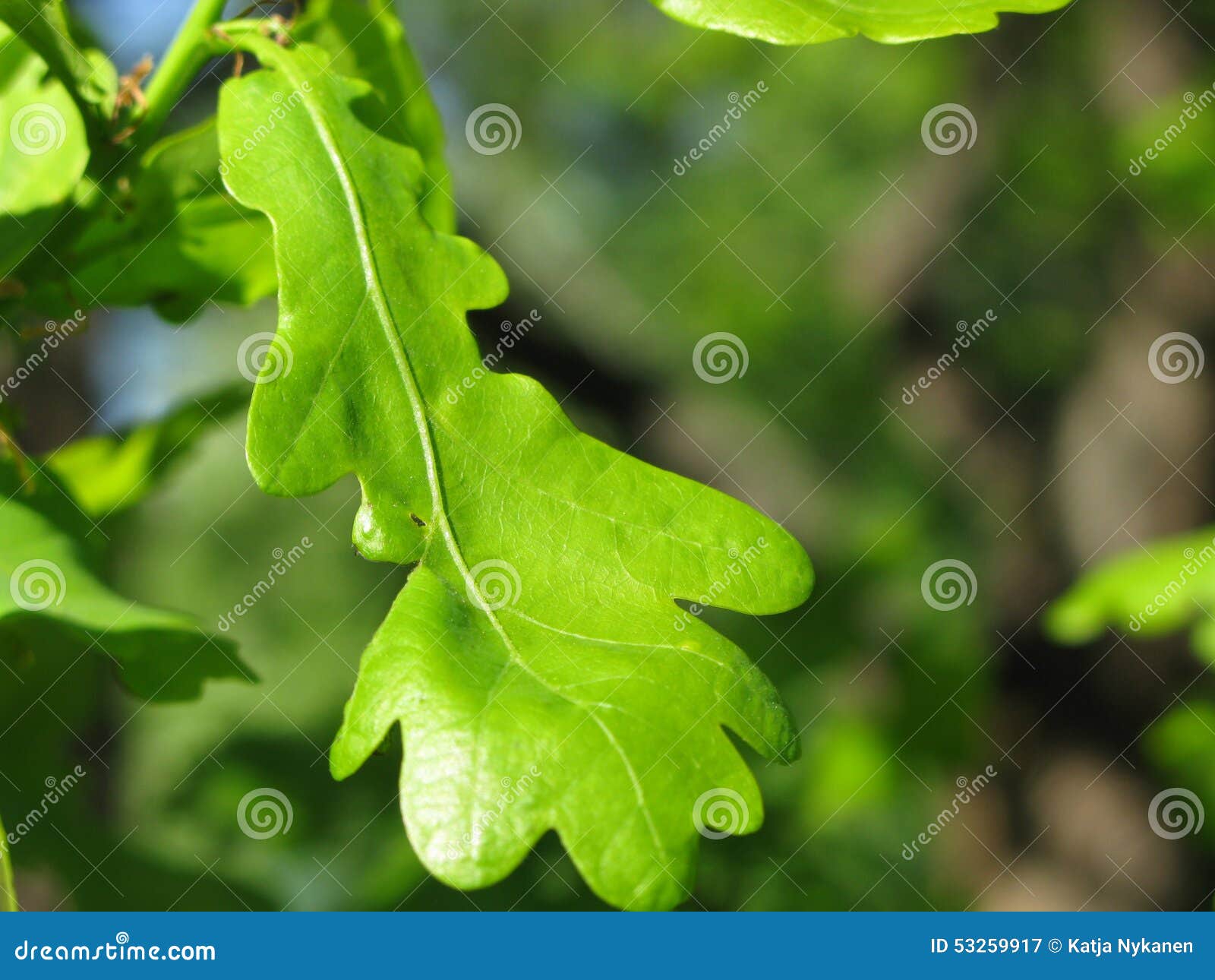 Leaves of oak tree stock image. Image of branches, branch - 53259917