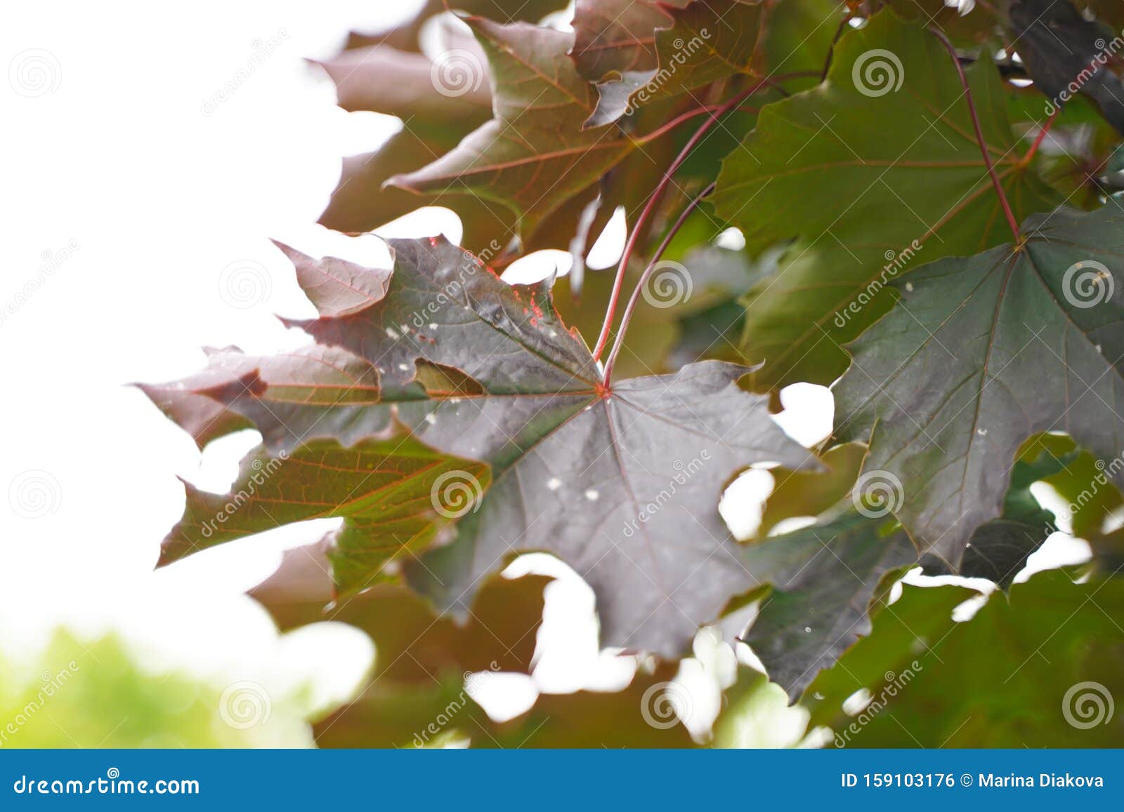 The Leaves of an Old Maple Tree in the City Park. Sick, Weak Leaves are ...