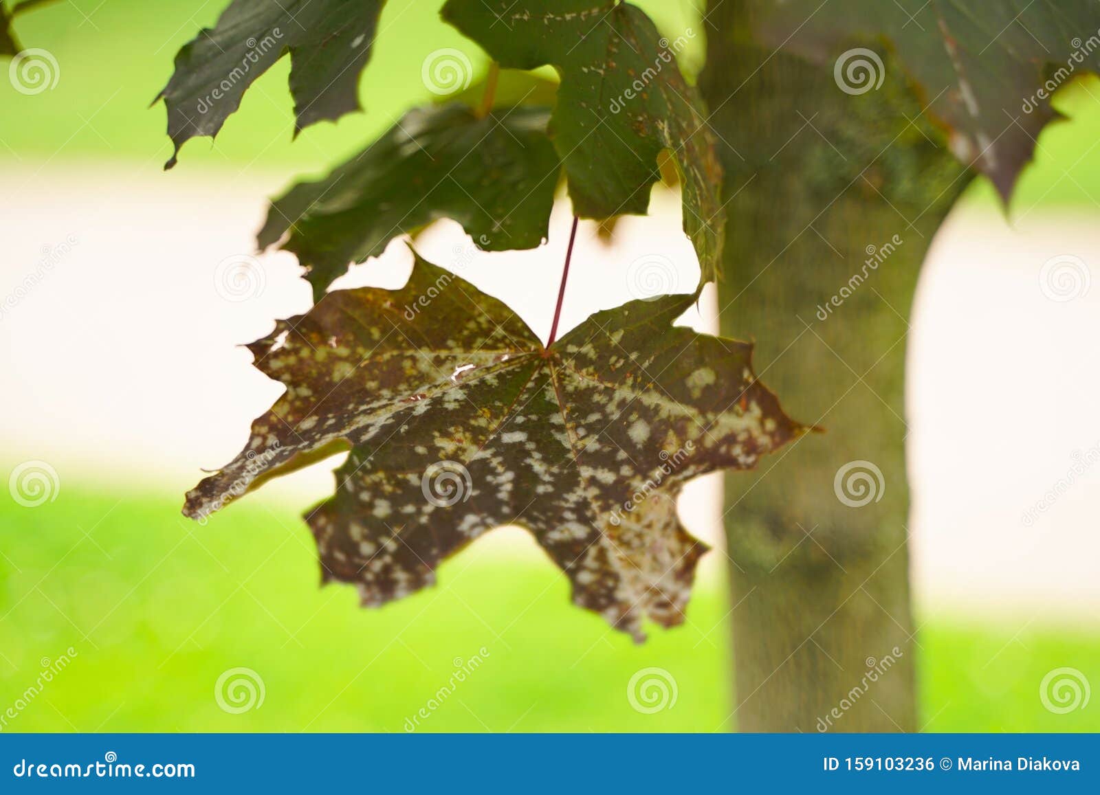 The Leaves of an Old Maple Tree in the City Park. Sick, Weak Leaves are ...
