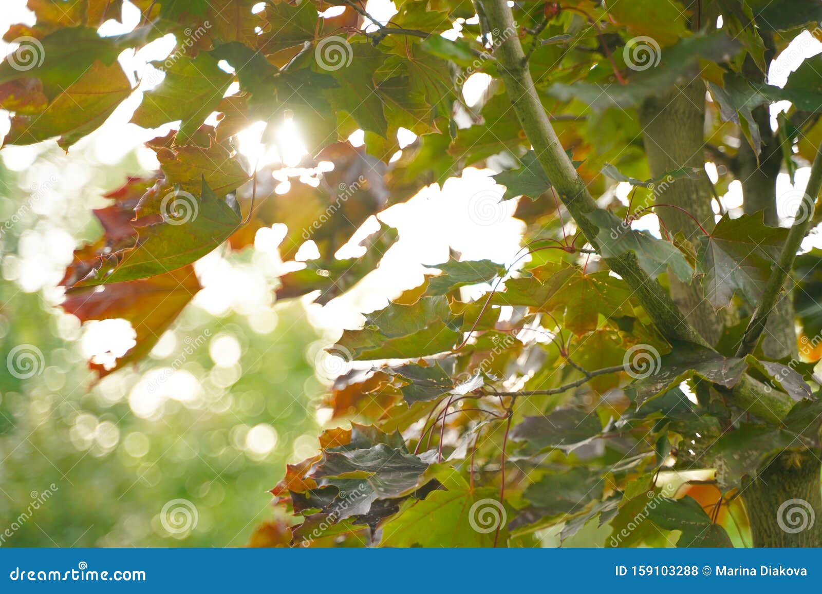 The Leaves of an Old Maple Tree in the City Park. Sick, Weak Leaves are ...