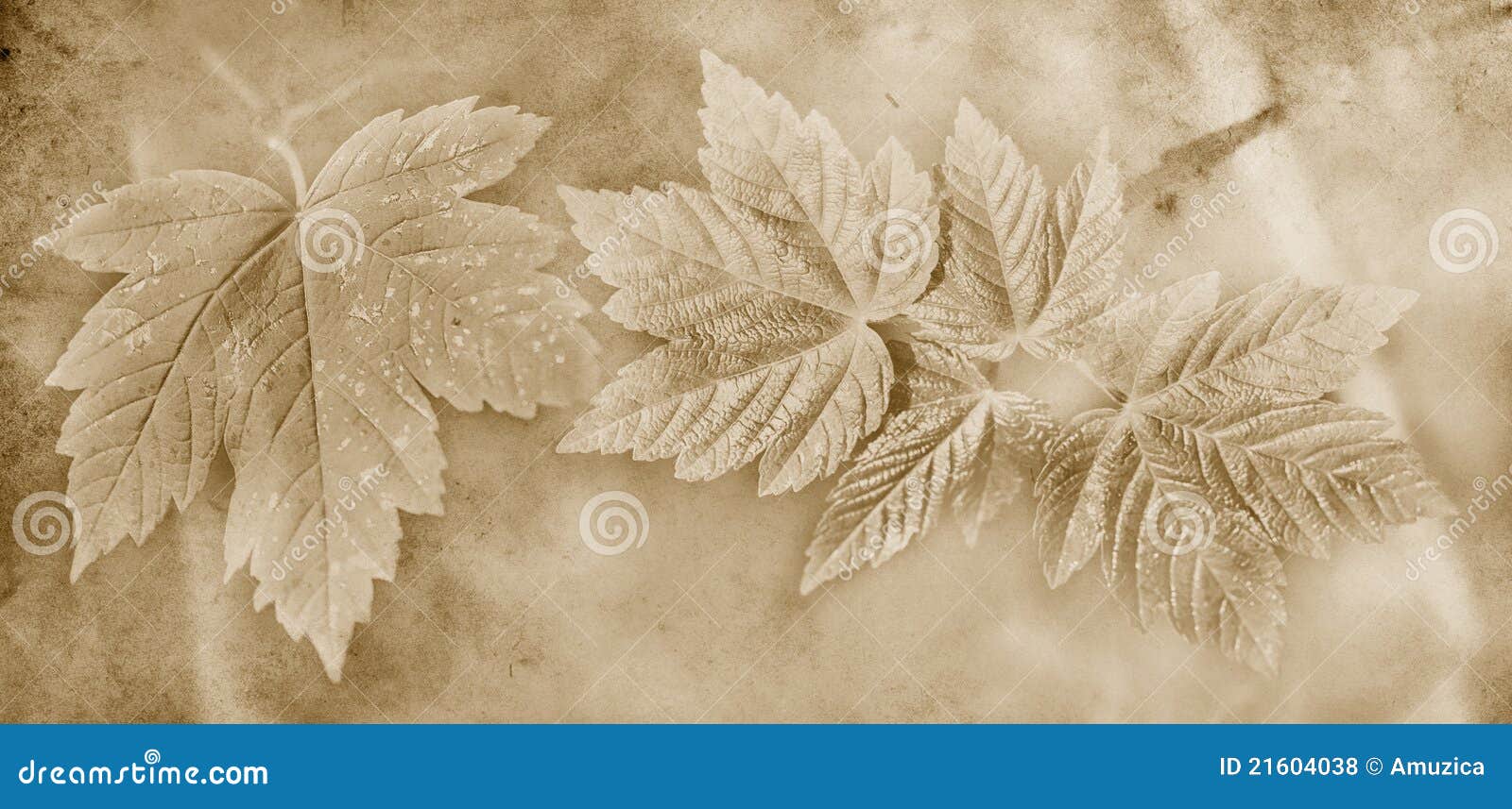Leaves on an old paper stock photo. Image of grungy, element - 21604038