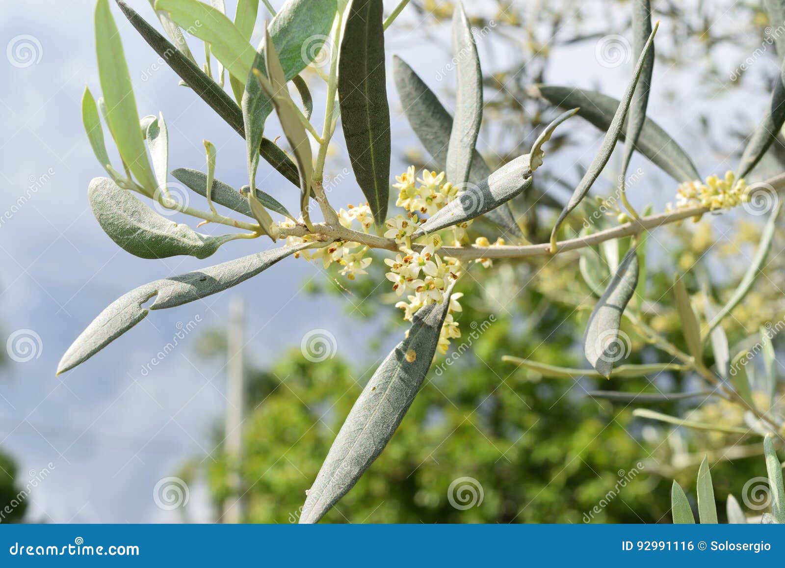 Leaves and olive shoots stock photo. Image of agriculture - 92991116