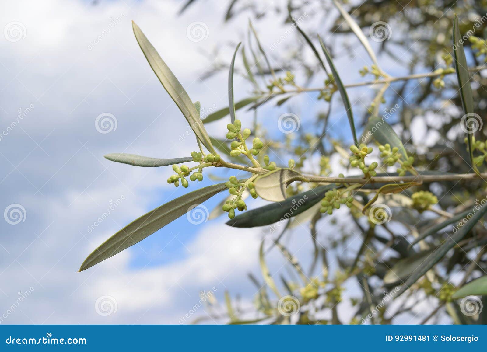 Leaves and olive shoots stock image. Image of agriculture - 92991481