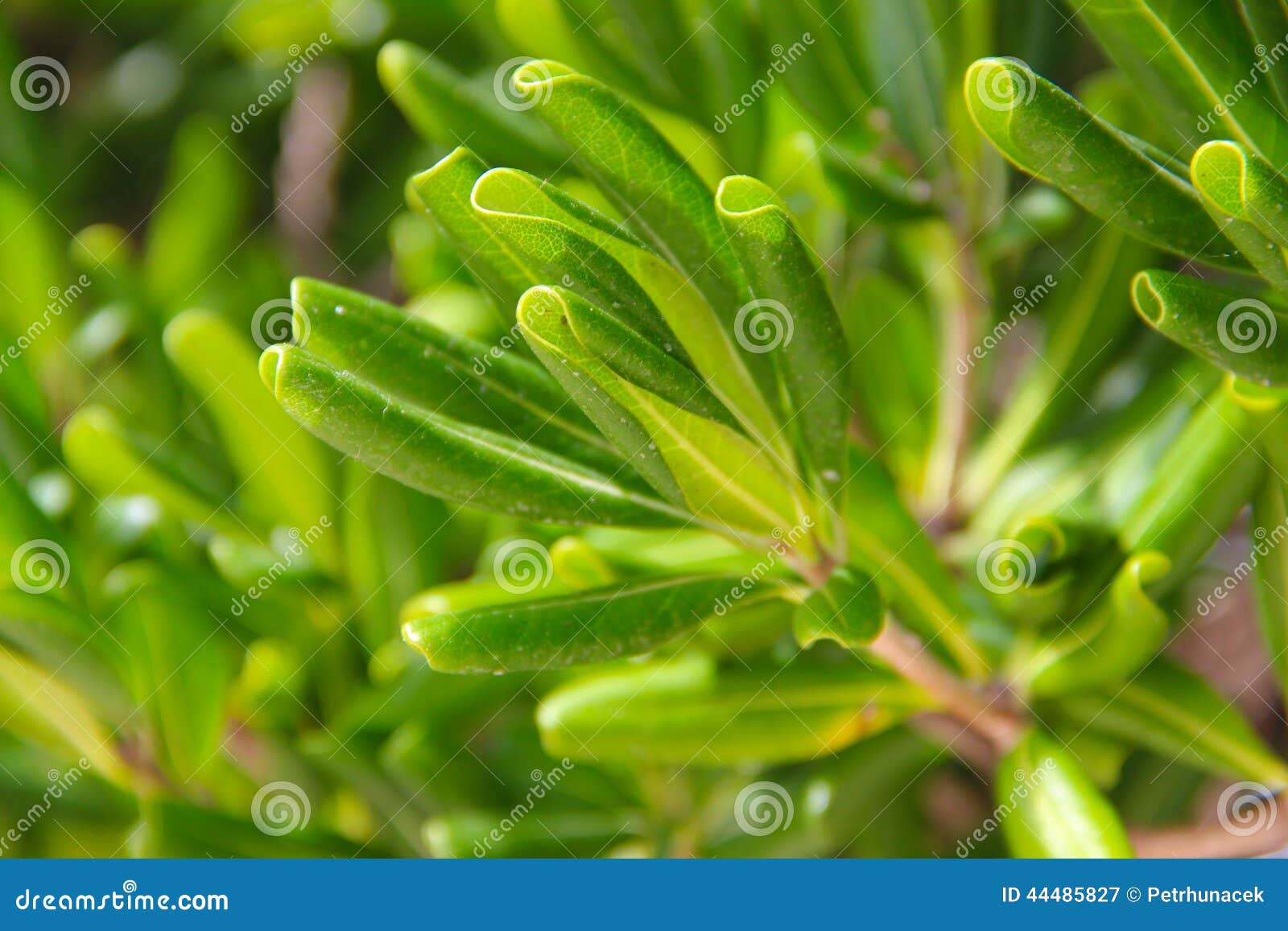 Leaves of the olive tree stock image. Image of leaf, nature - 44485827