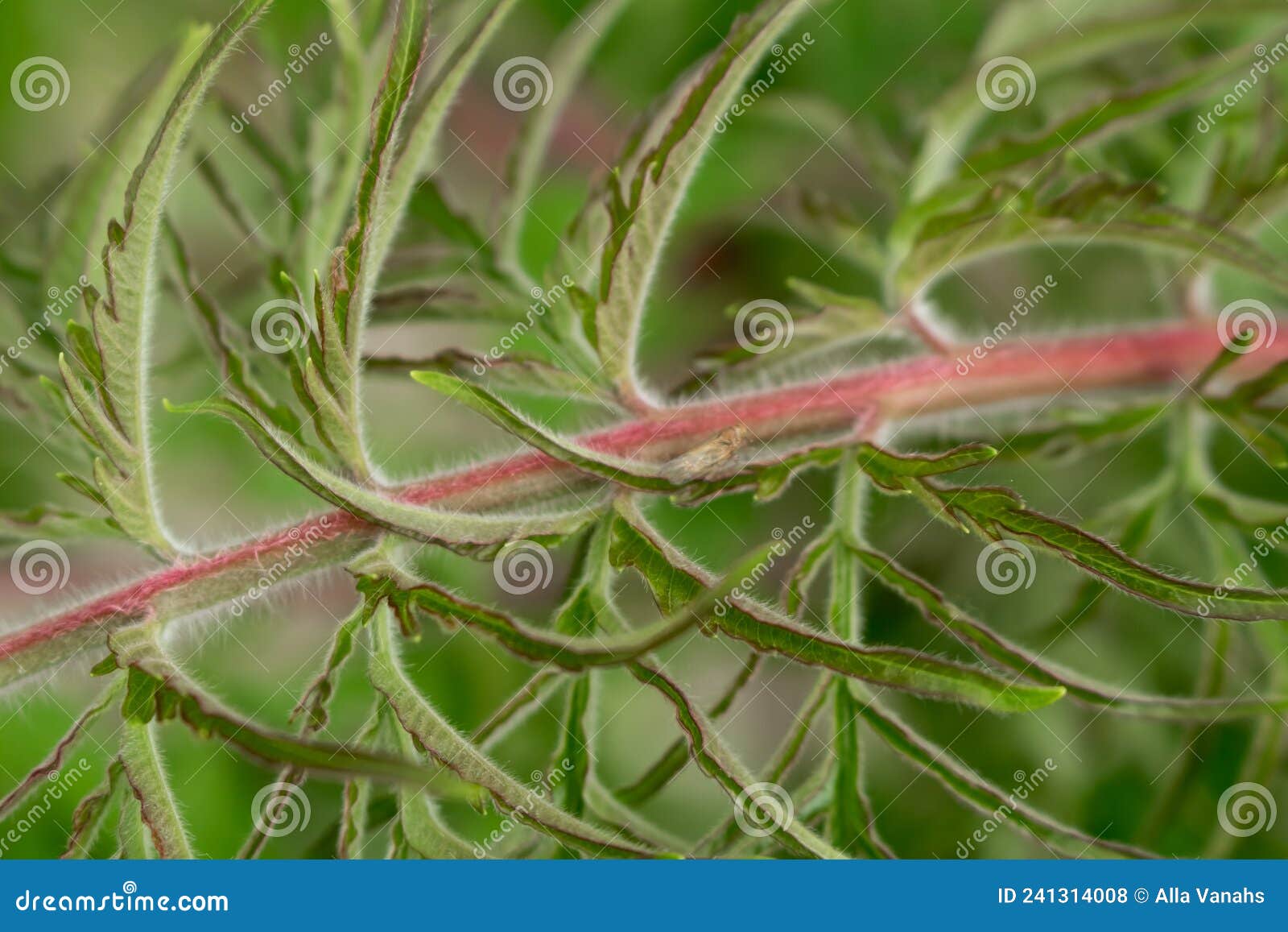 Leaves of the opal tree stock photo. Image of dense - 241314008
