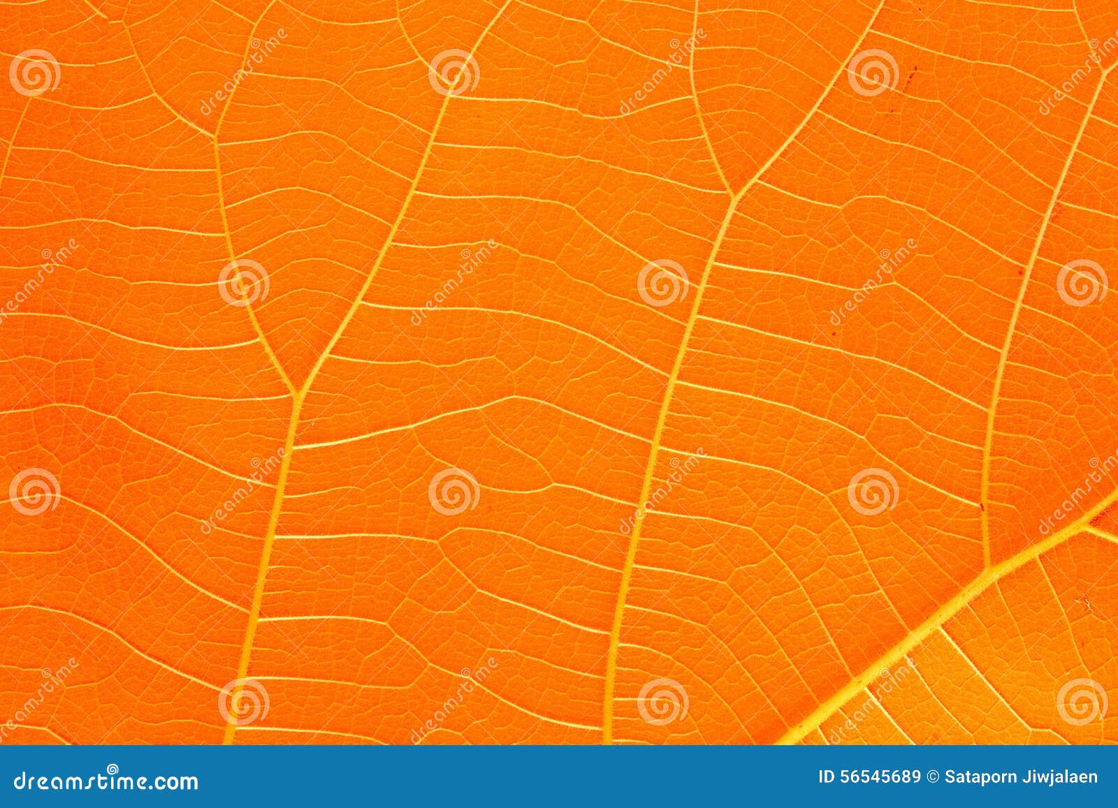 Leaves orange leaf stock image. Image of growth, green - 56545689