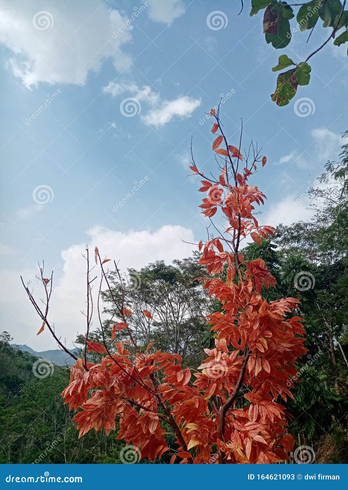 Leaves Oreng on Background Sky Stock Image - Image of smart, oreng ...